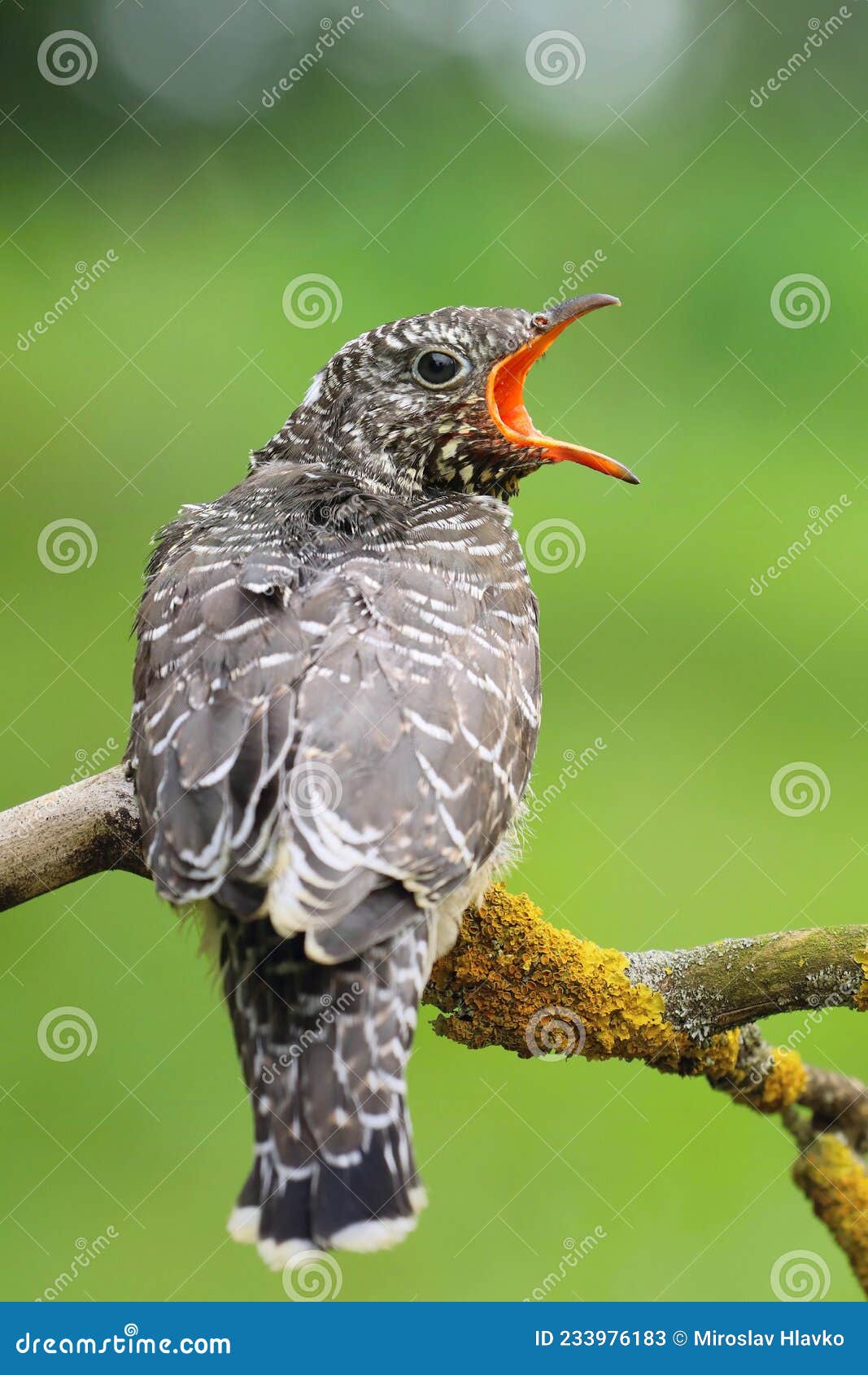 Little Common Cuckoo Cuculus Canorus on Branch Stock Image - Image of ...