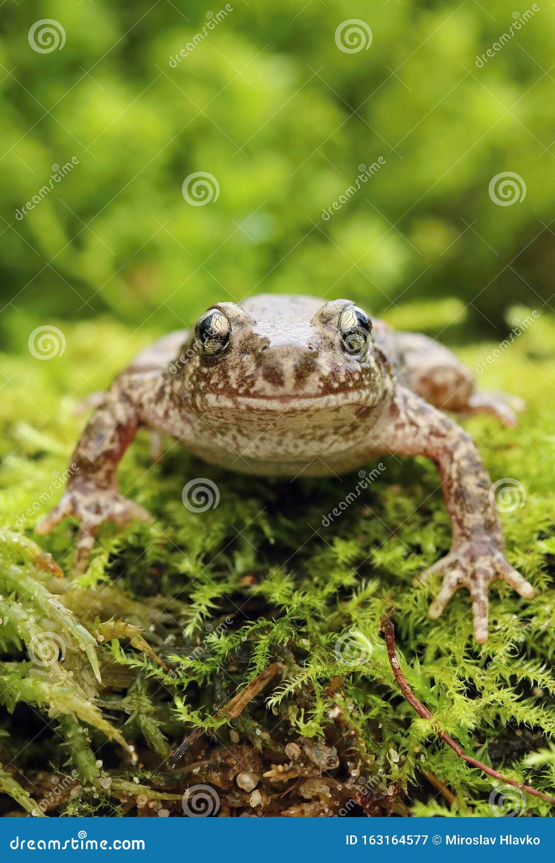 Little Common Midwife Toad Alytes Obstetricans Stock Image - Image of ...