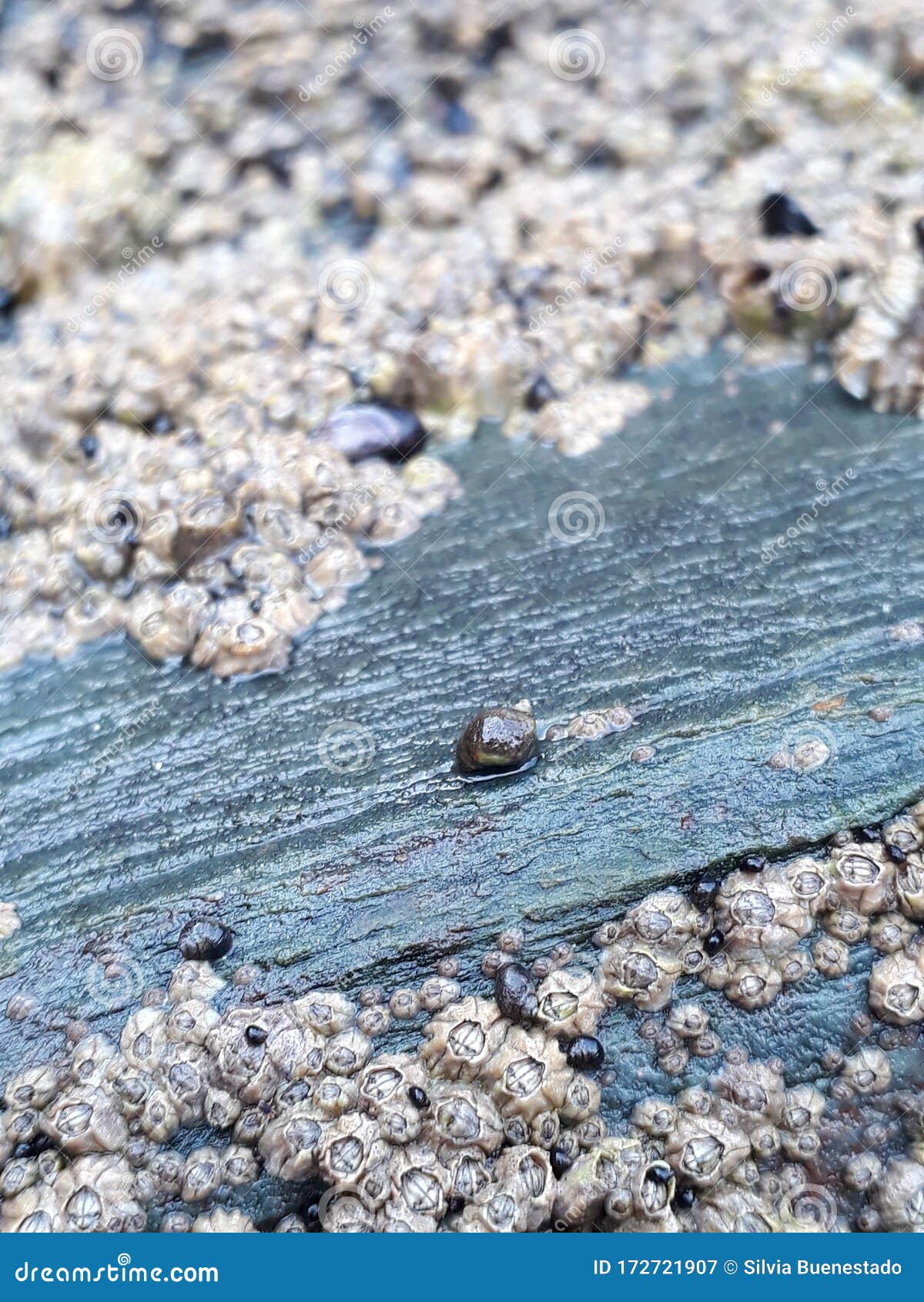 Little conch in a rock stock image. Image of conch, nature - 172721907