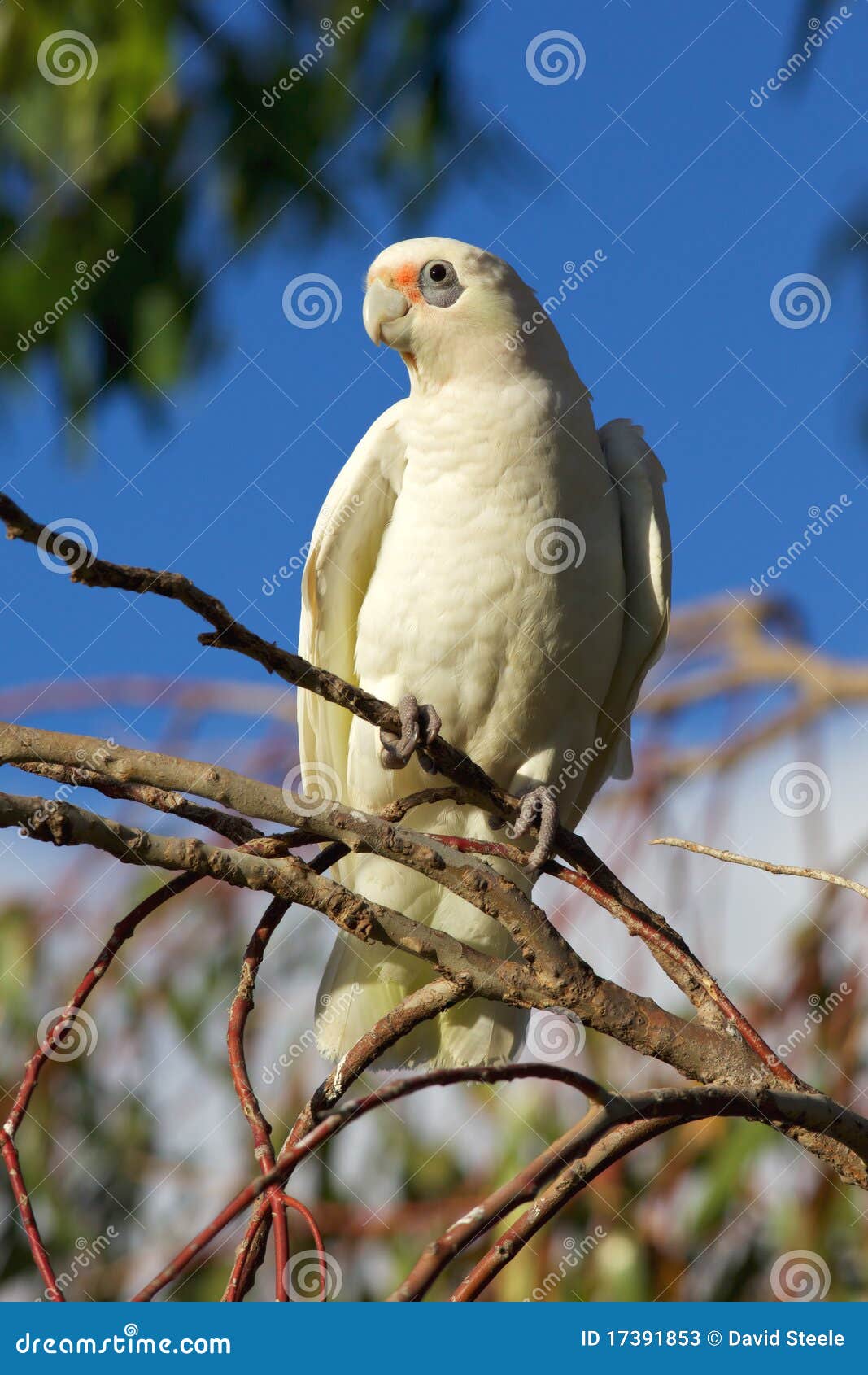 Little Corella stock image. Image of nature, animal, birdlife - 17391853