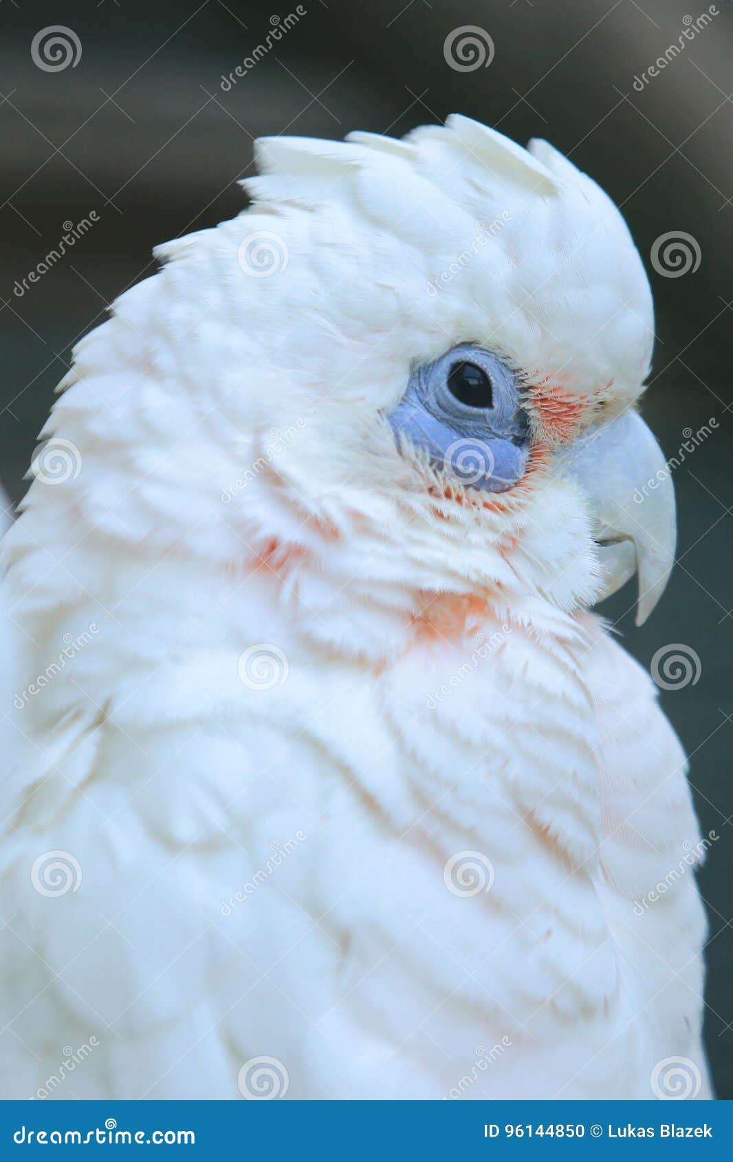 Little corella stock photo. Image of bird, little, head - 96144850