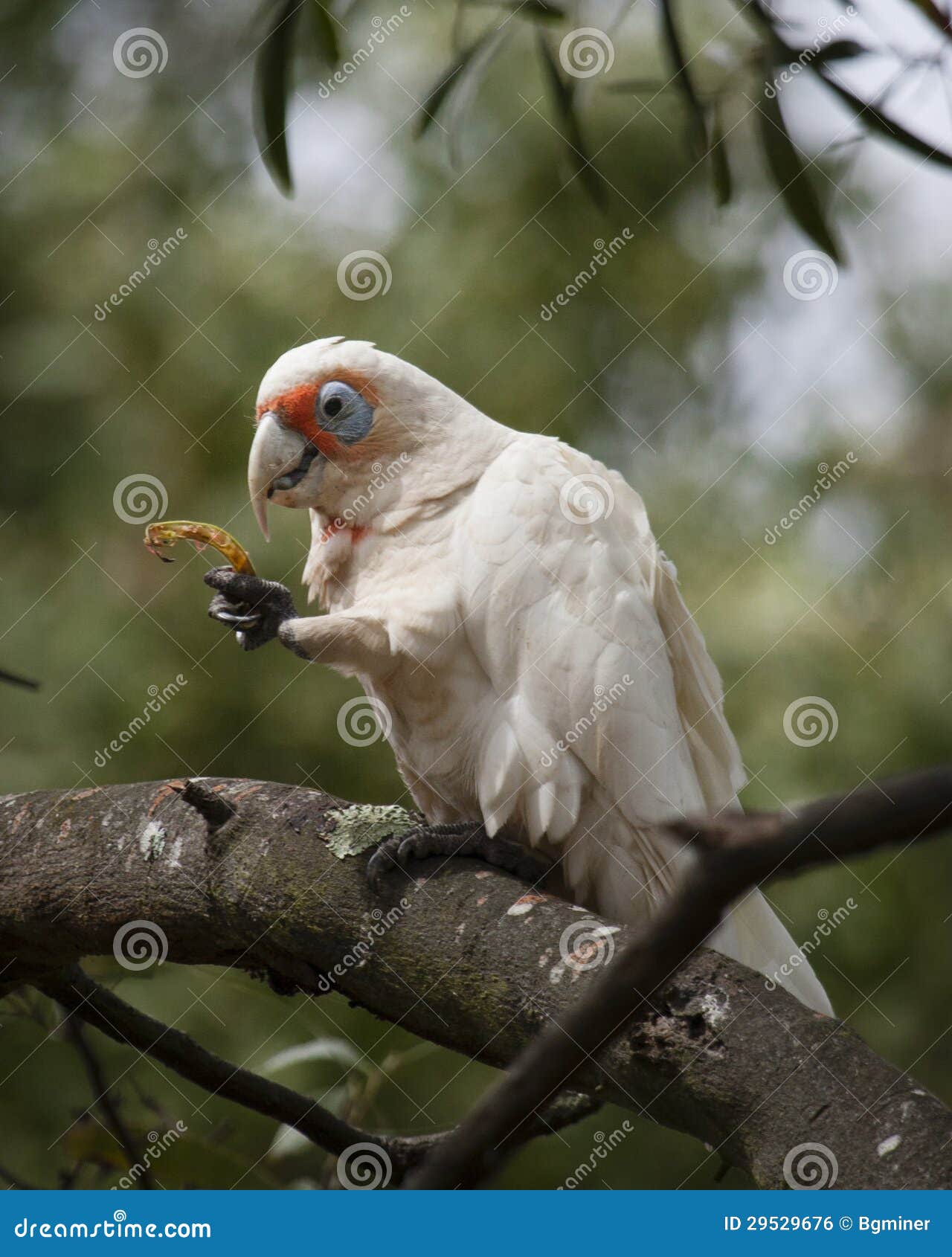 Little Corella Birds In Tree Stock Photo | CartoonDealer.com #55066476