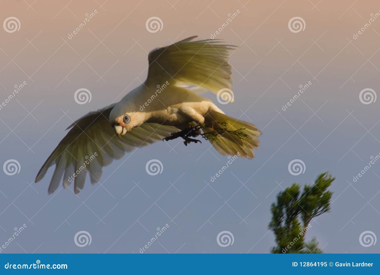 Little Corella parrots stock image. Image of australian - 12864195