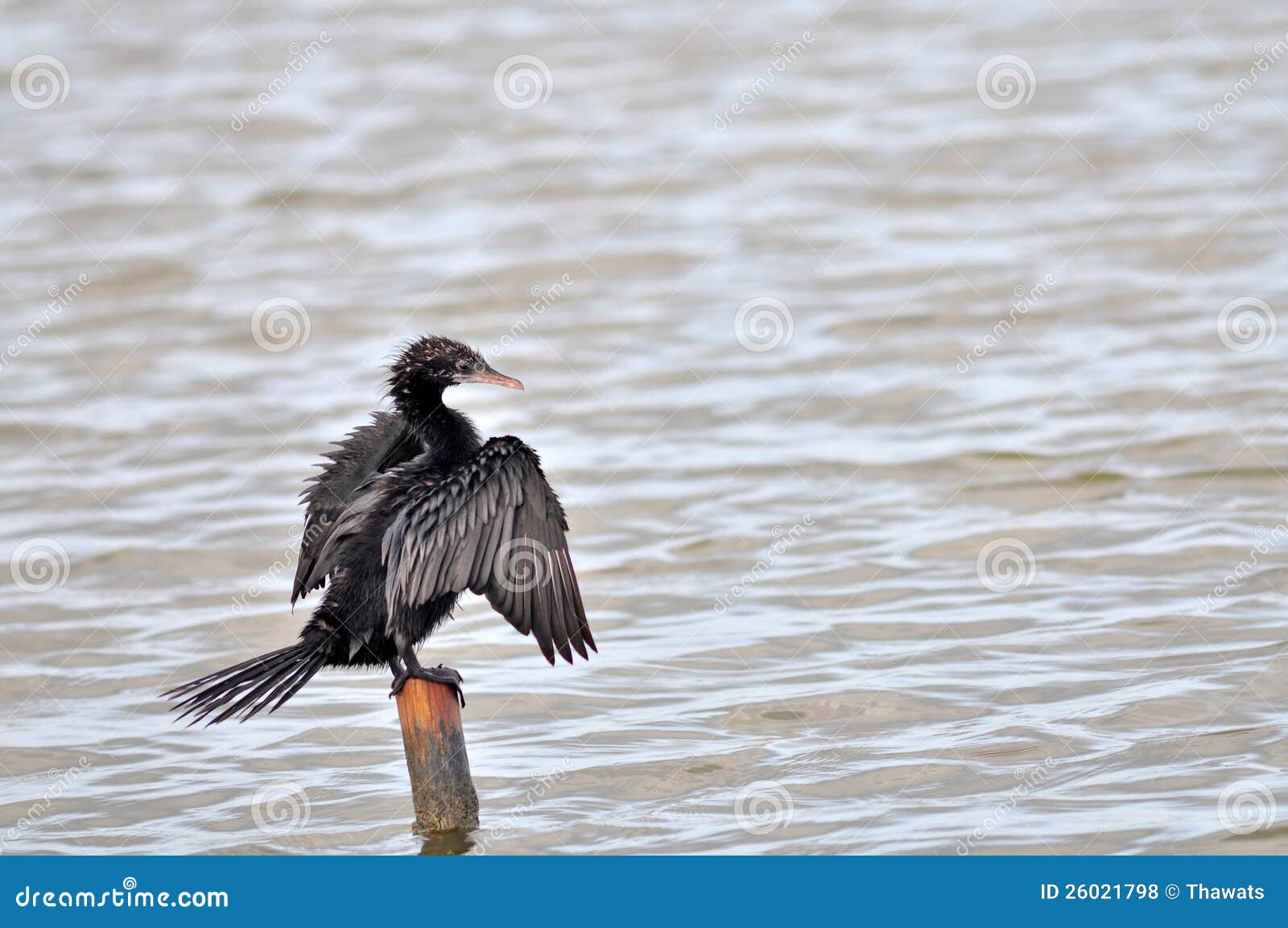 Little Cormorant stock photo. Image of colony, great - 26021798