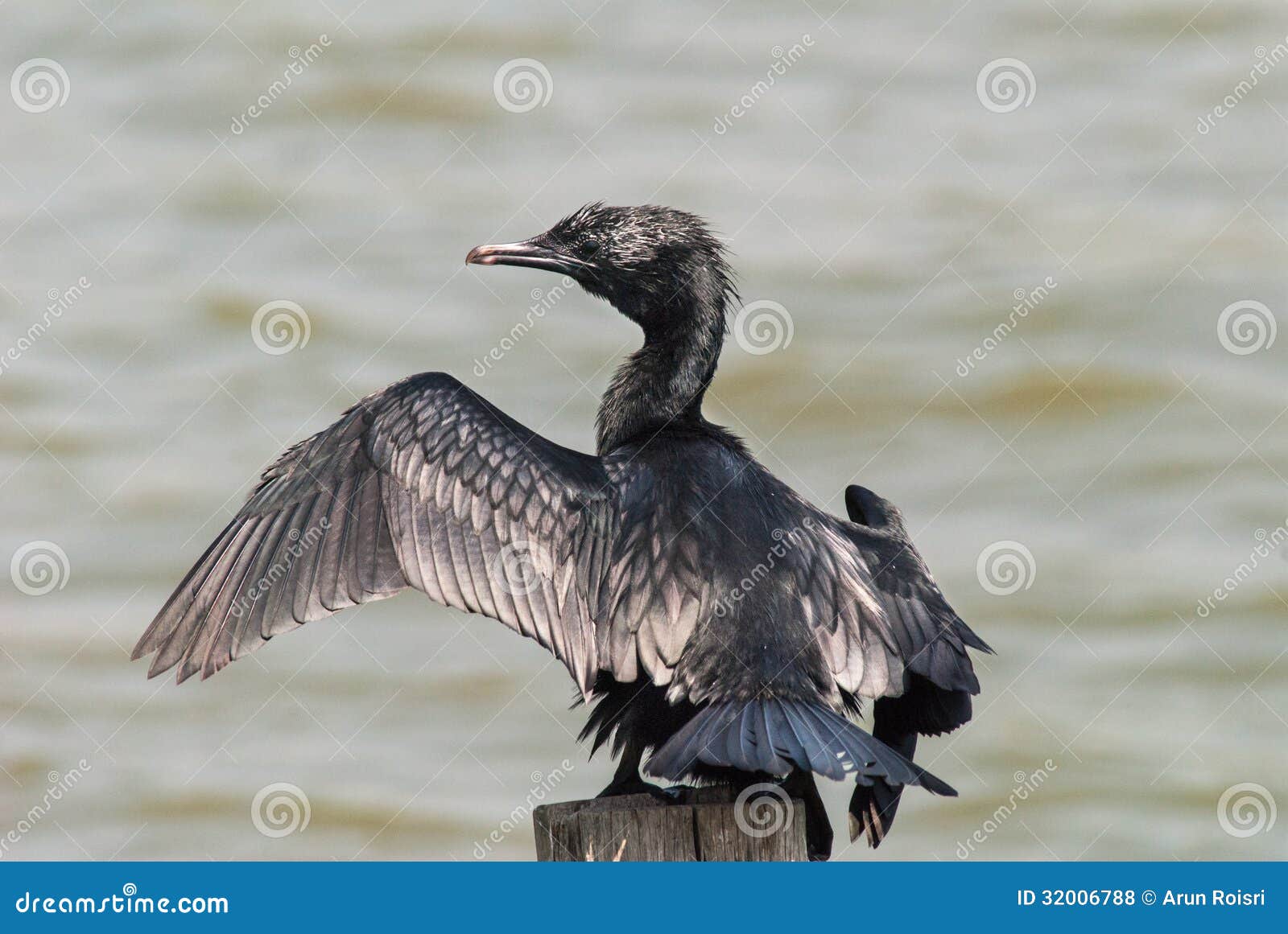 Little Cormorant stock photo. Image of observe, cormorant - 32006788