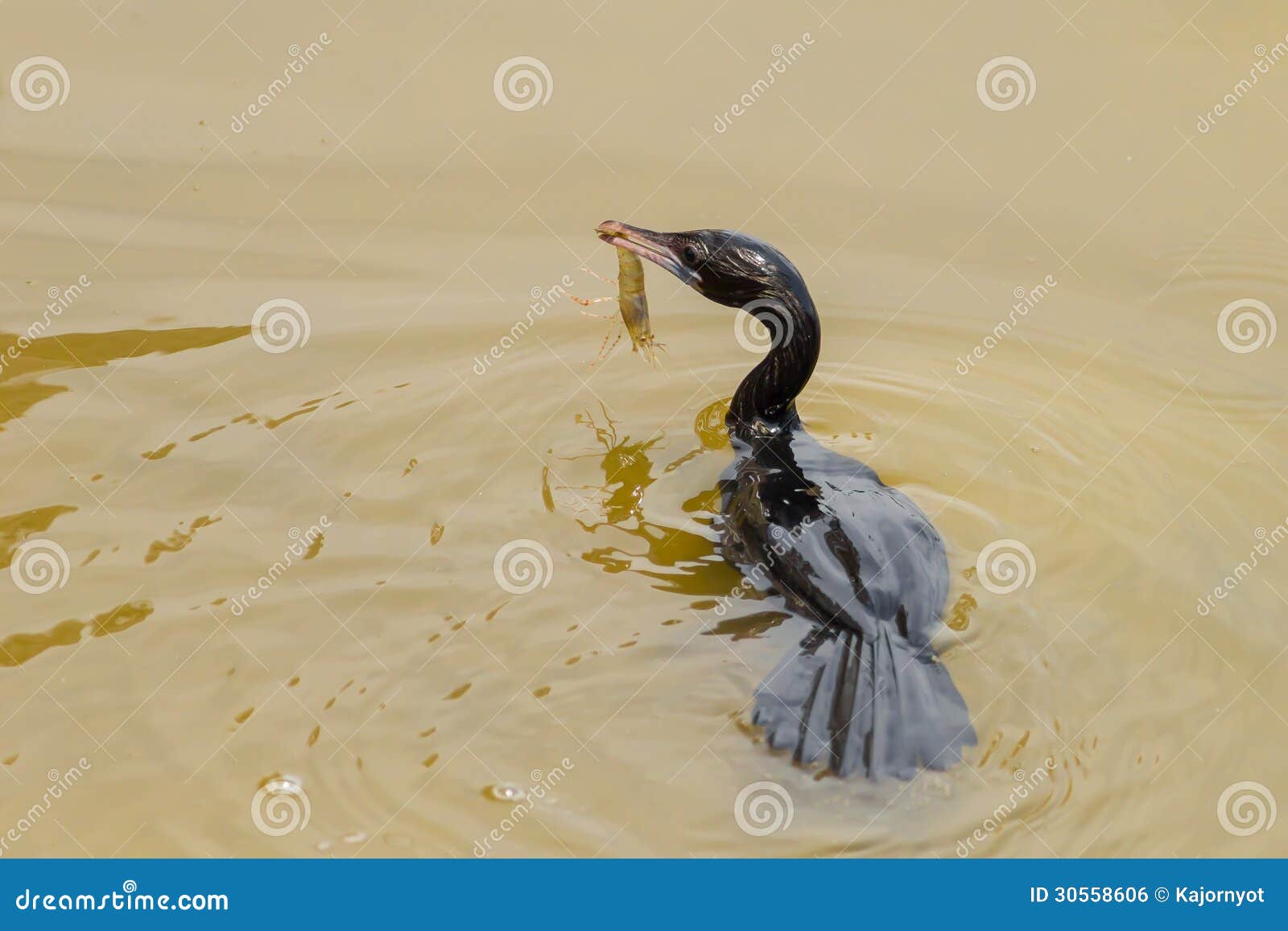 A Little Cormorant (Phalacrocorax Niger) Eating Stock Photo - Image of ...