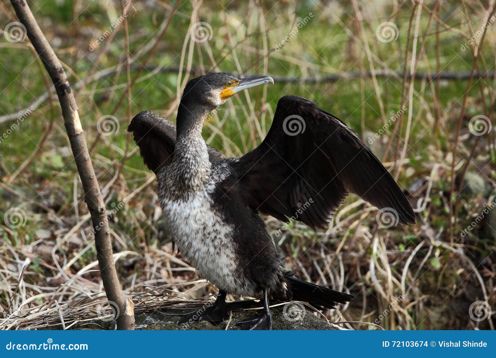 Little cormorant stock photo. Image of little, ground - 72103674