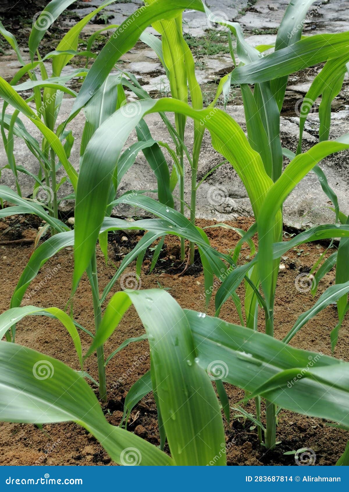 Little corn tree stock photo. Image of tropics, field - 283687814