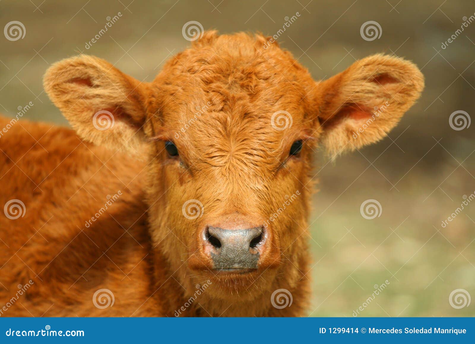 Little cow stock photo. Image of close, cows, meat, little - 1299414