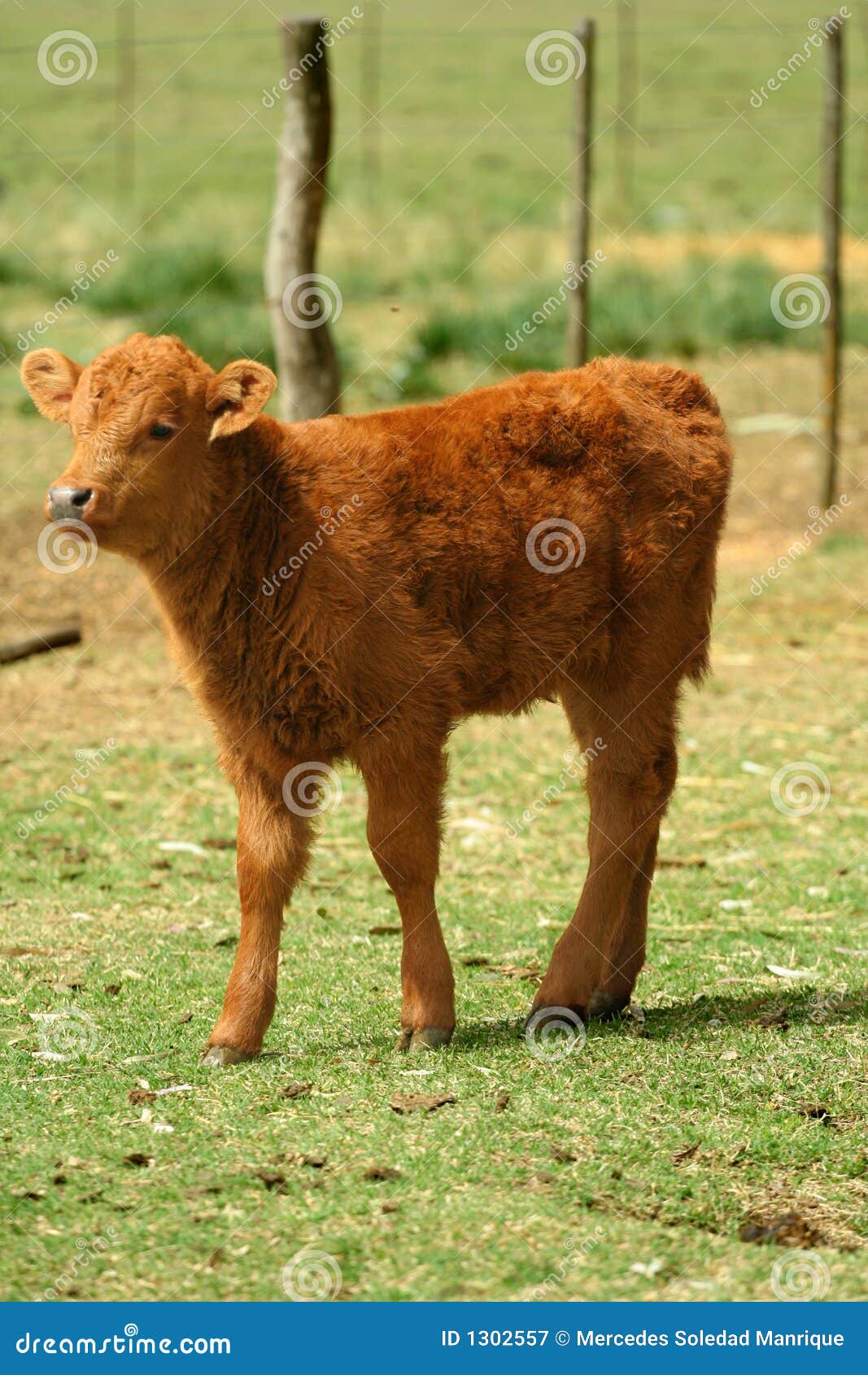 Little cow stock image. Image of animal, calf, farmland - 1302557