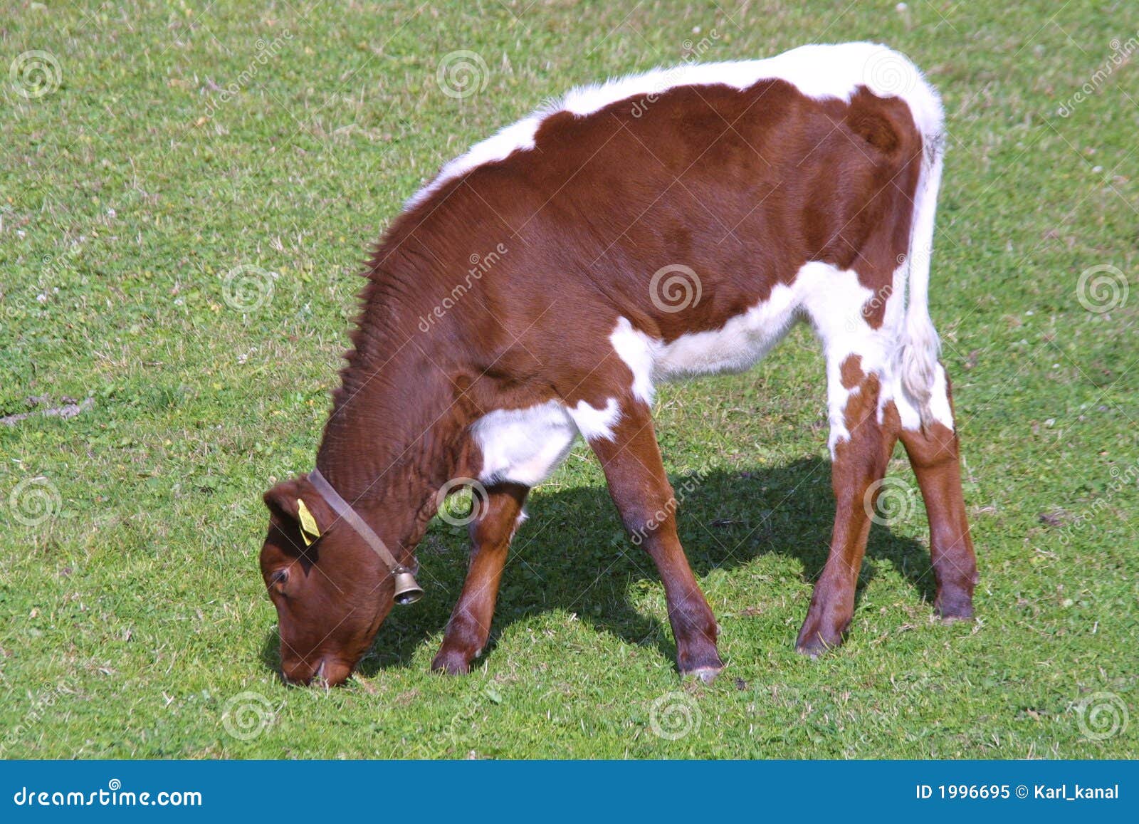Little Cow stock image. Image of farming, nature, looking - 1996695