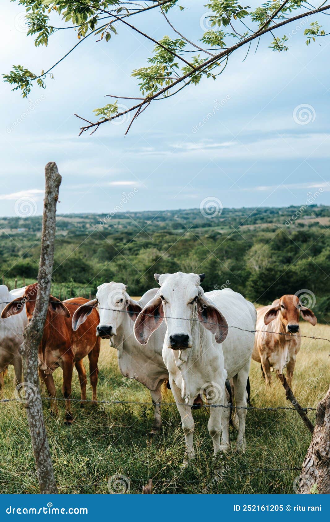 Little cow cute stock image. Image of source, little - 252161205