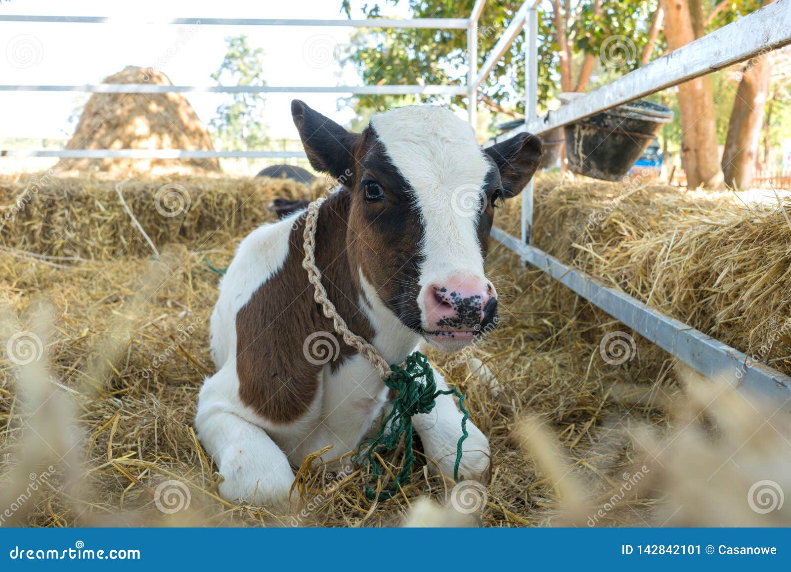 Little Cow or Dairy Cows in Farm Stock Image - Image of animal ...