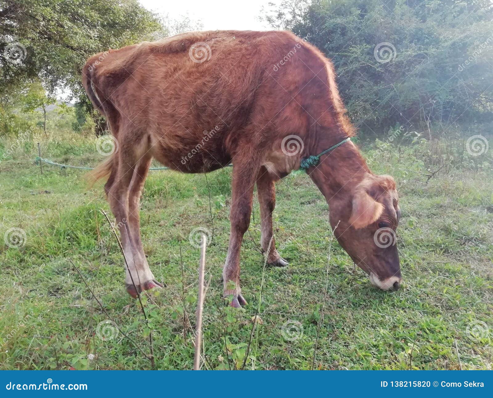 Little cow stock photo. Image of little, sunlight, evining - 138215820