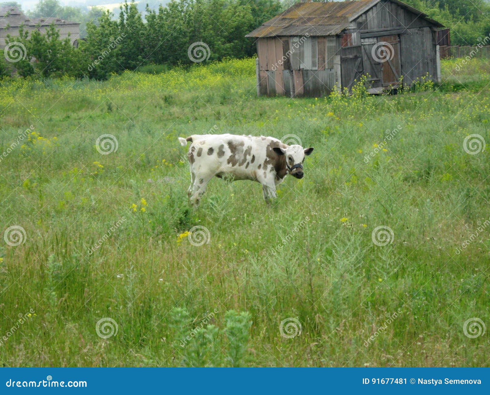 A little cow in the field stock image. Image of little - 91677481