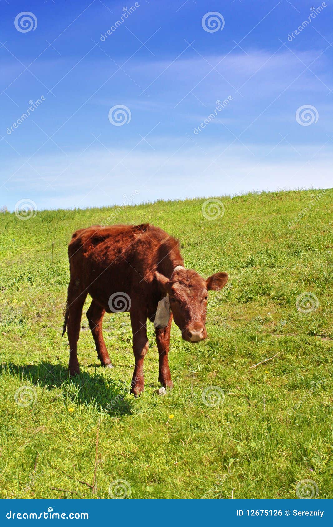 Little cow on green field stock photo. Image of dairy - 12675126
