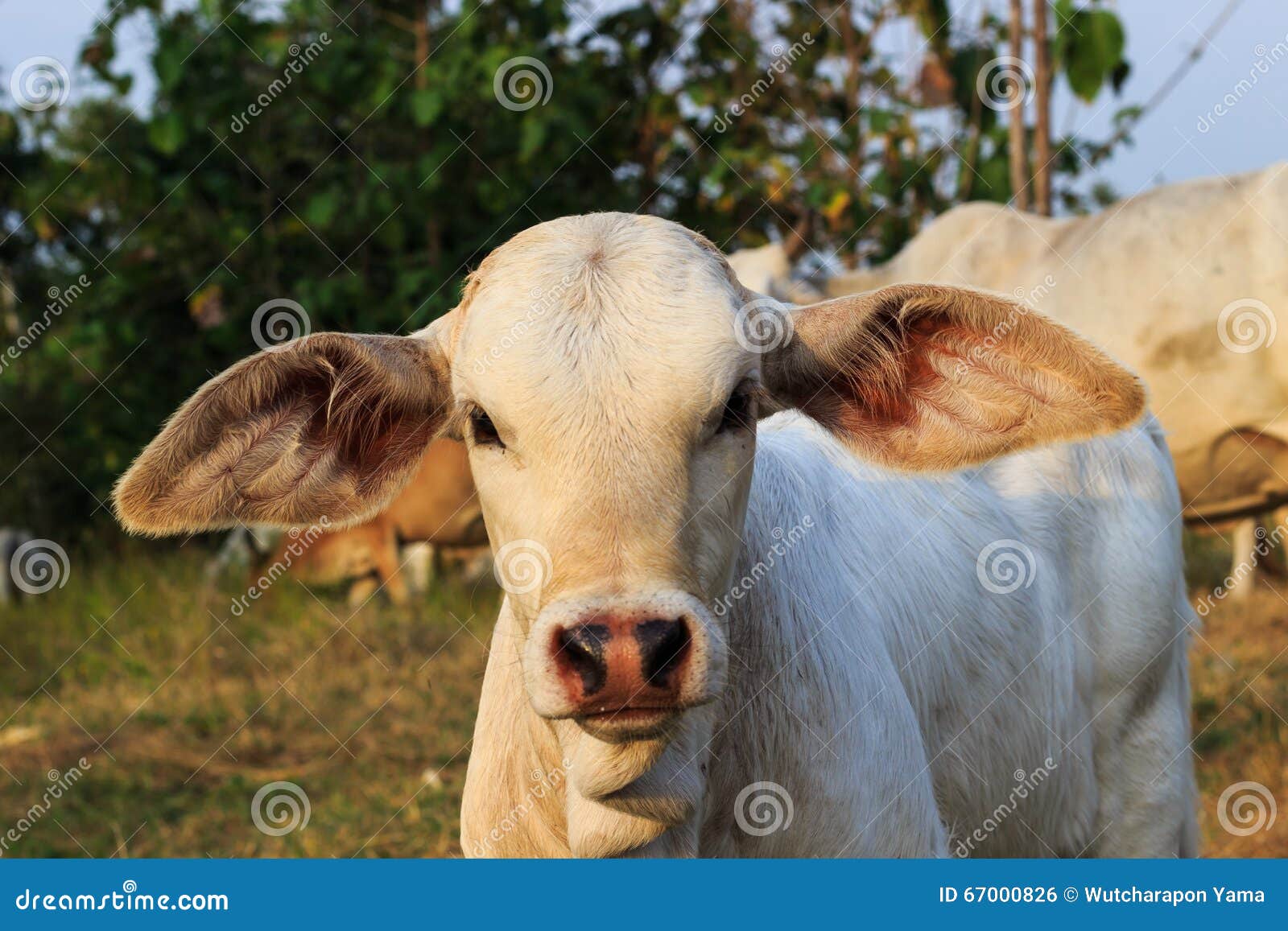 Little Cow stock photo. Image of cute, farmer, beauty - 67000826