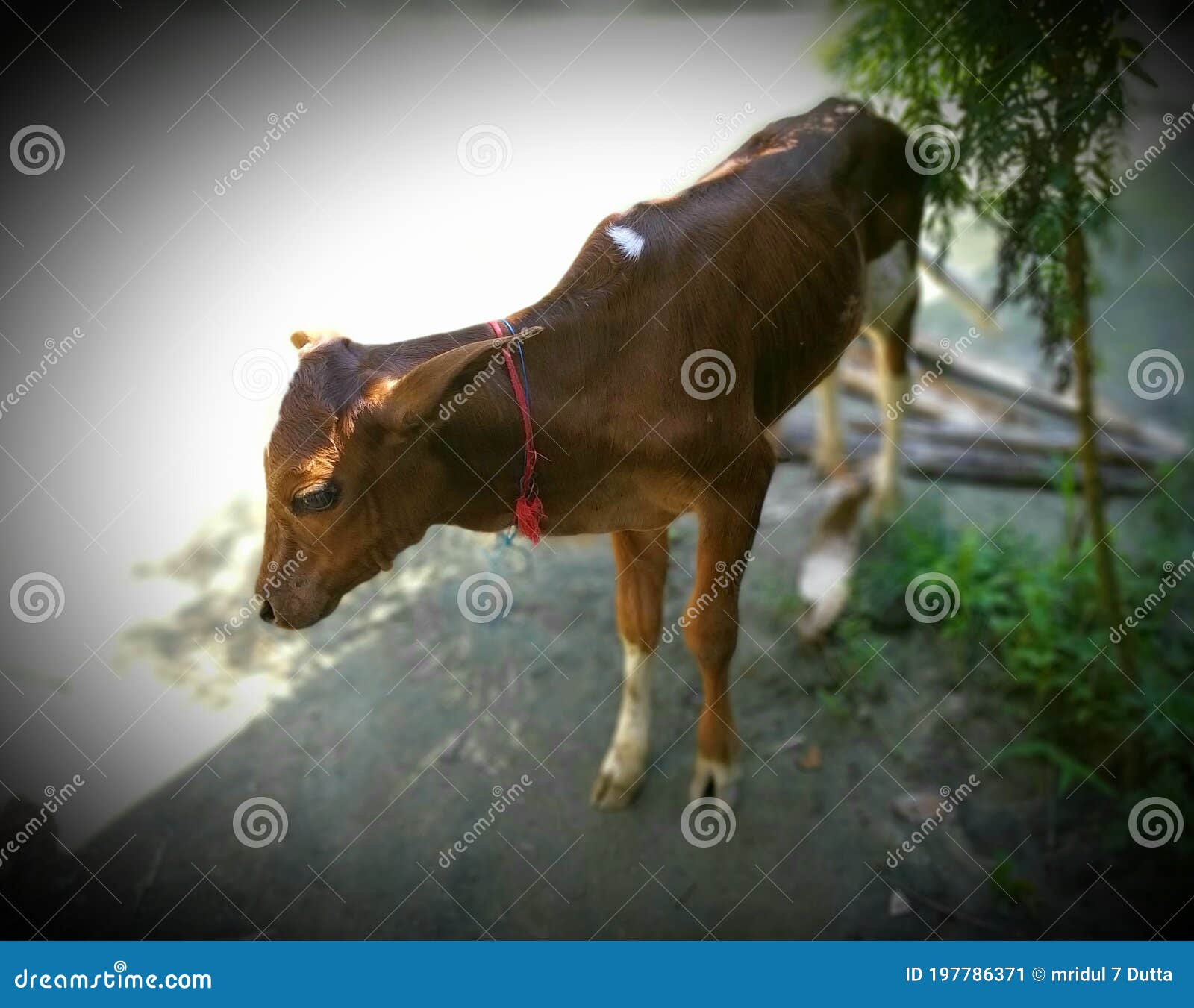Little Cow Standing Position. Stock Image - Image of pasture, cattle ...