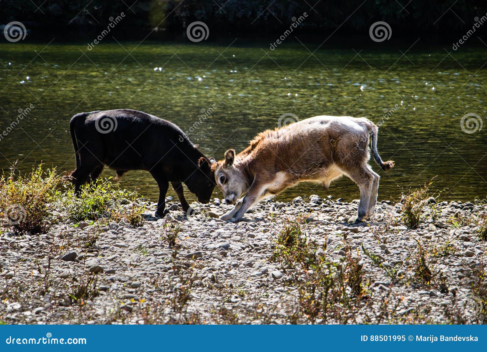 Little Cows Playing with Each Other Stock Image - Image of eating ...
