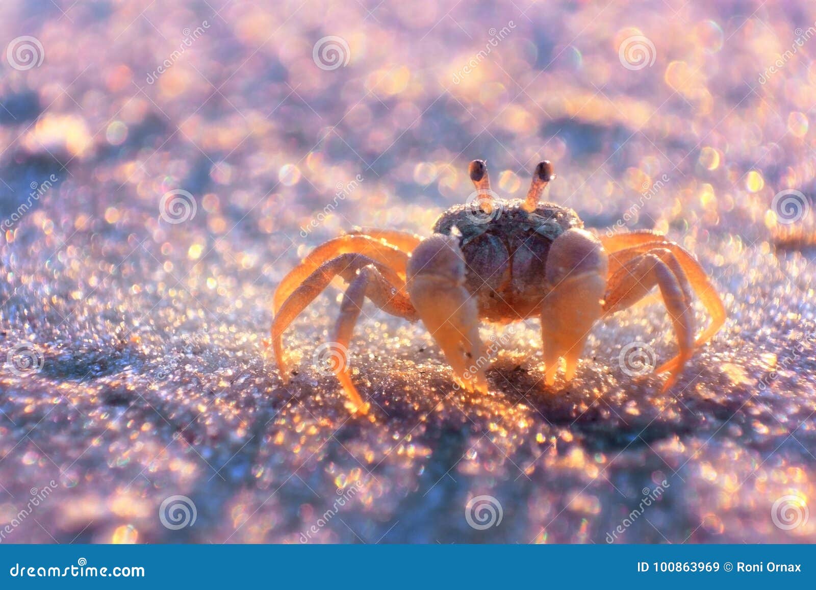 Little crab stock image. Image of crab, little, blur - 100863969