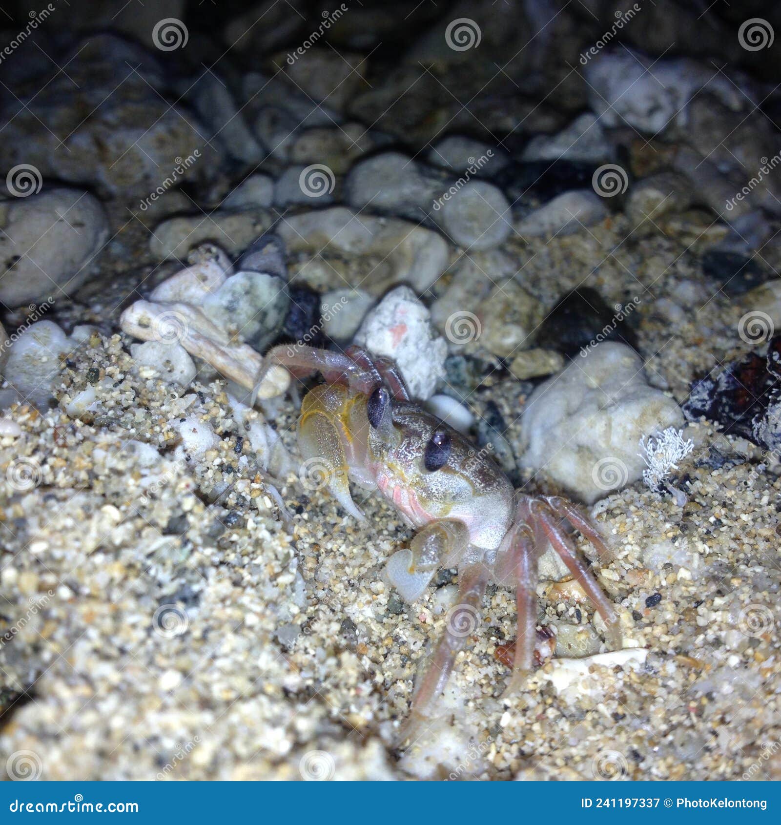 Little crab on the beach stock image. Image of food - 241197337