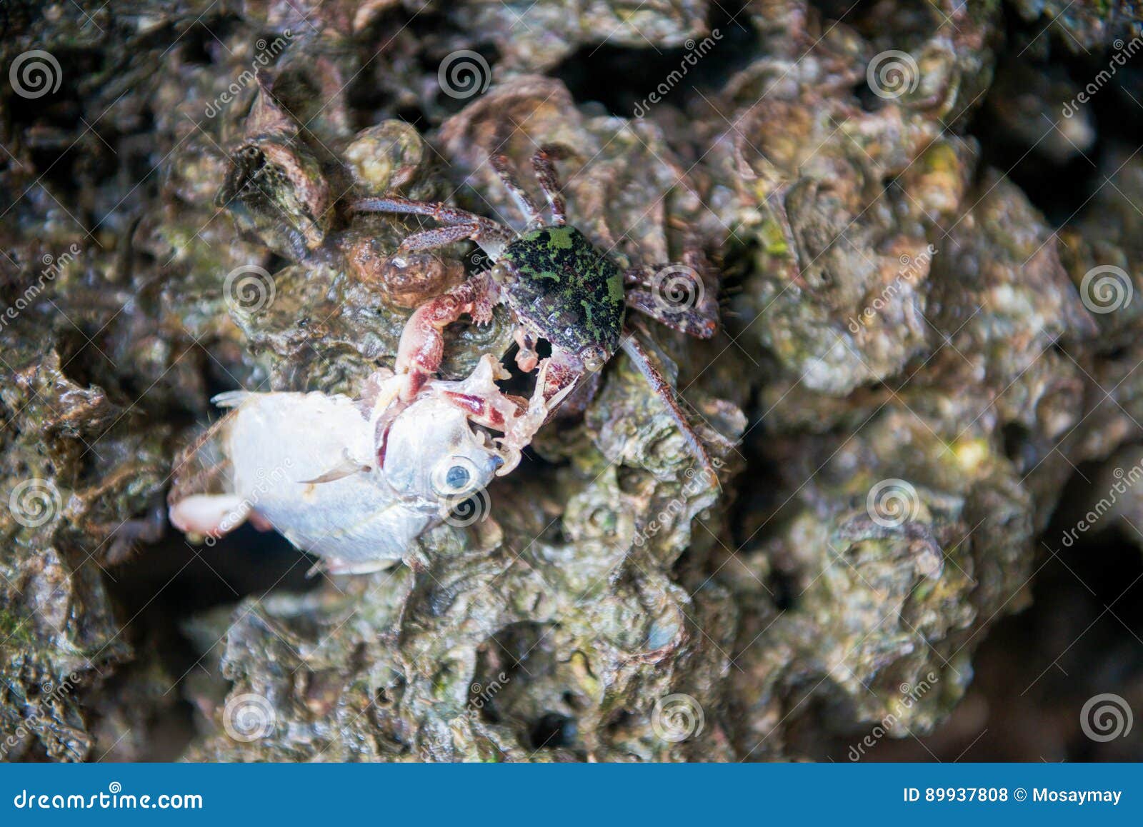 A Little Crab is Eating Fish on the Rock Stock Photo - Image of food ...