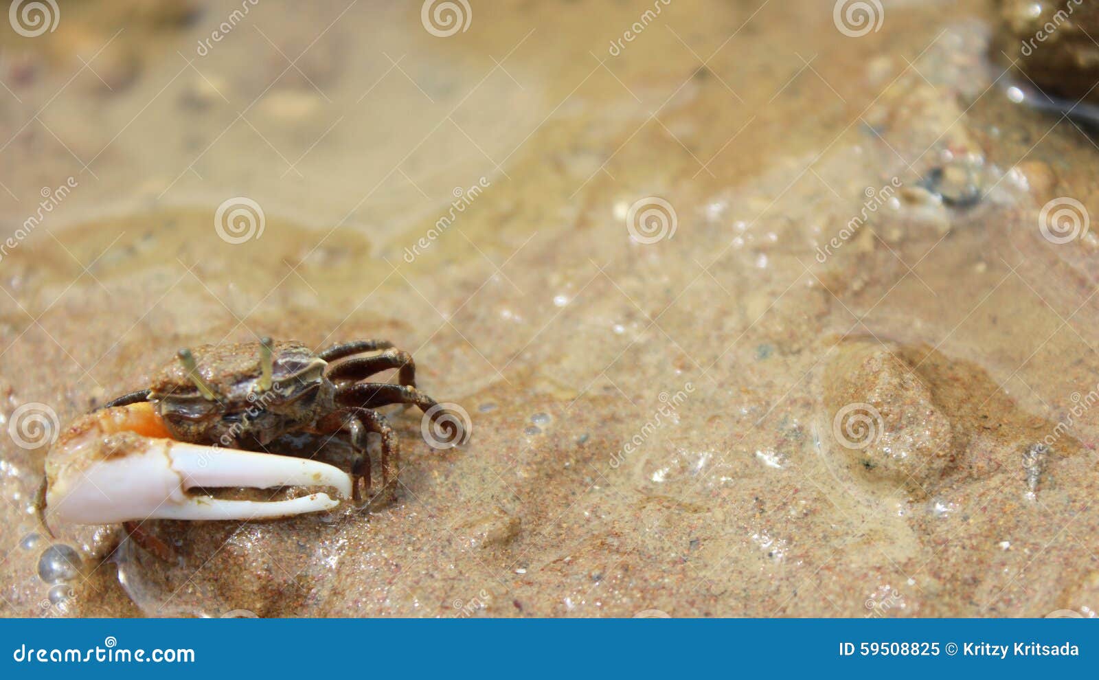 Little crab stock image. Image of phuket, little, thai - 59508825
