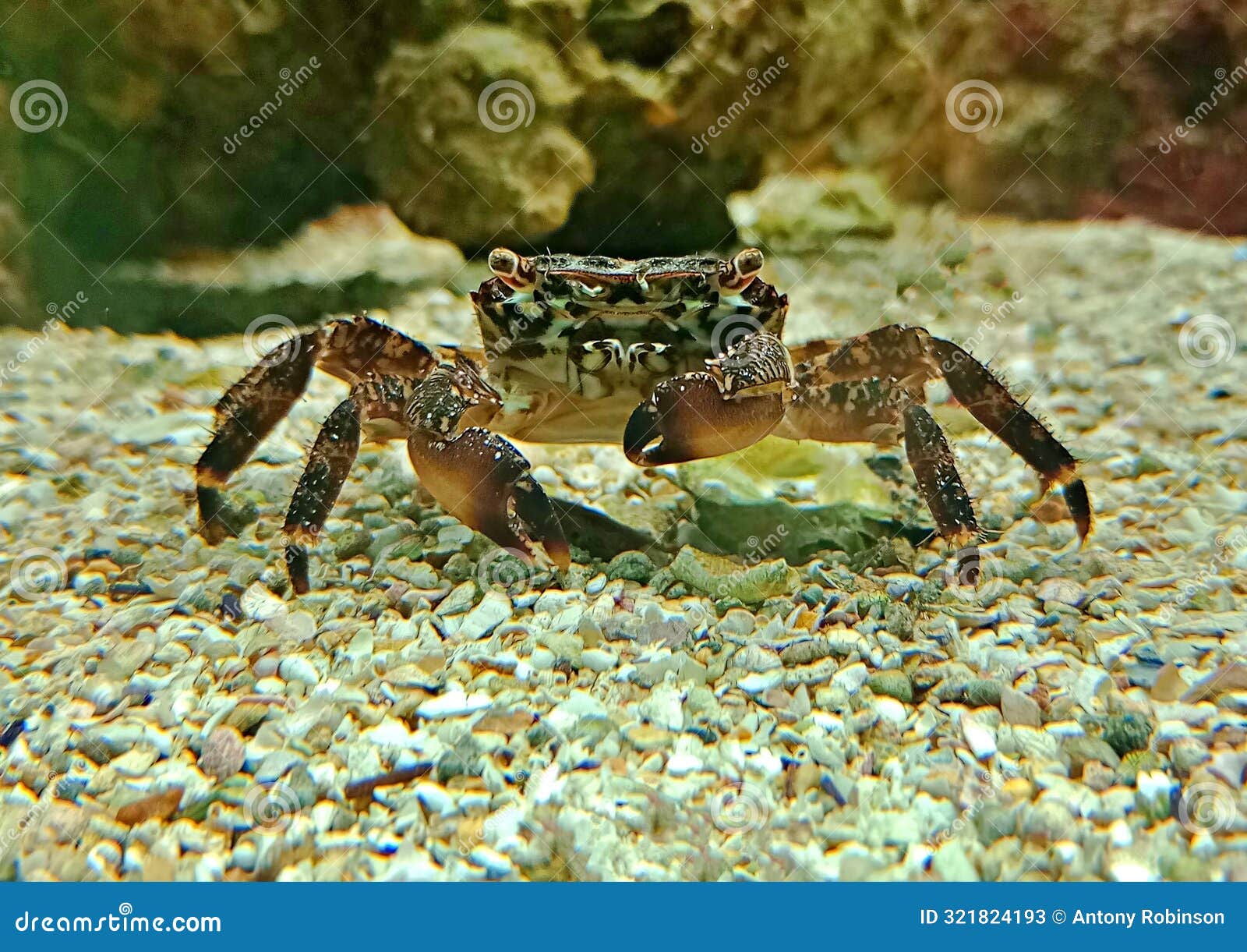 Little Crab Under the Water Stock Image - Image of horizontal, nature ...