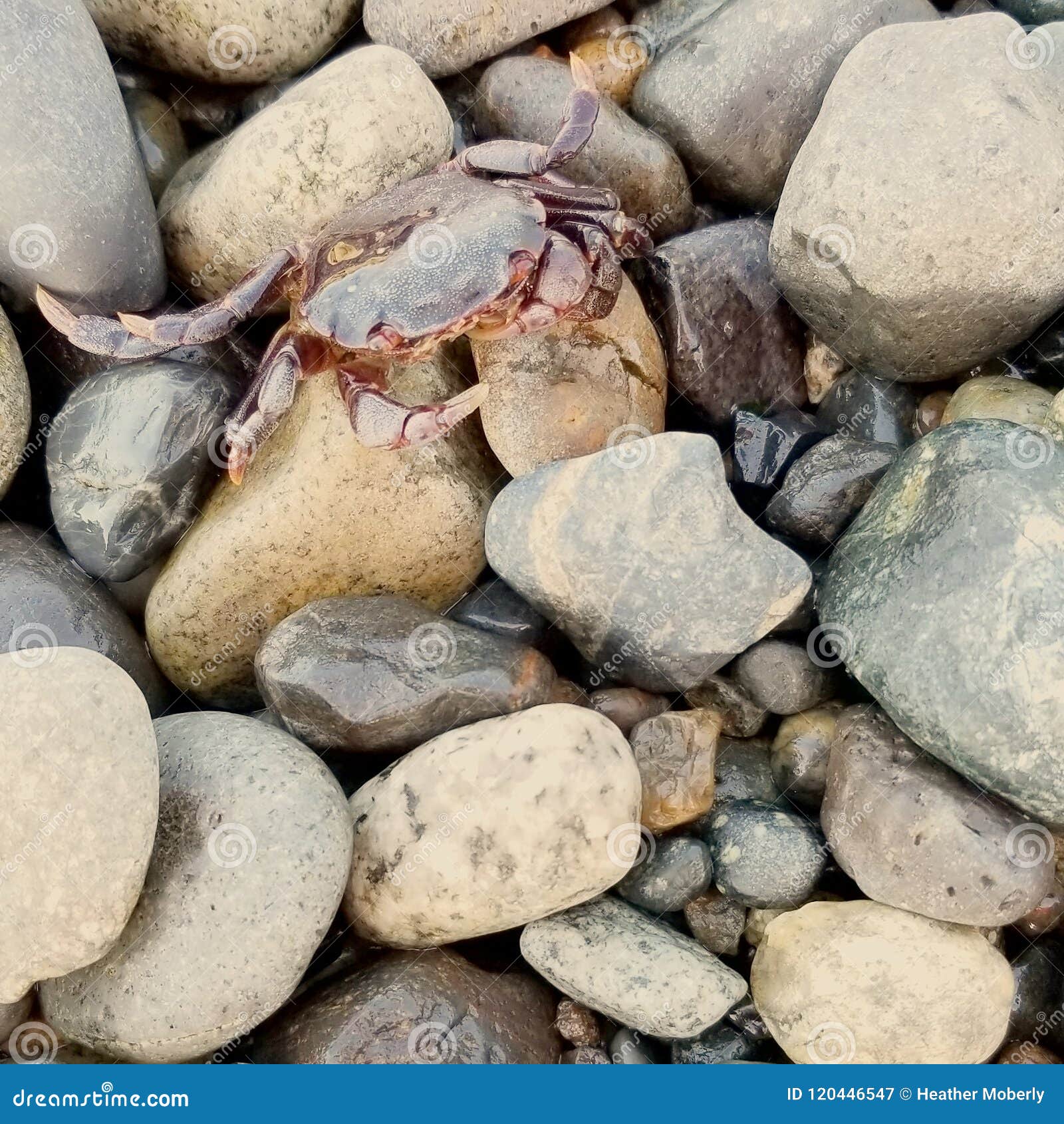 Little crabby stock image. Image of washed, little, crab - 120446547