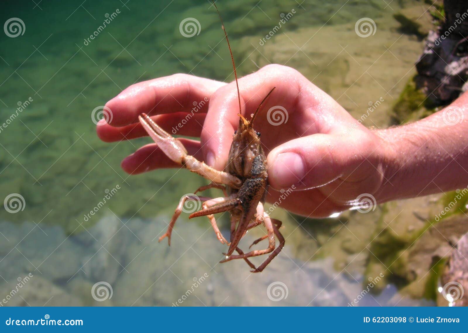 A Little Crawfish in the Hand Stock Photo - Image of dainty, crayfish ...