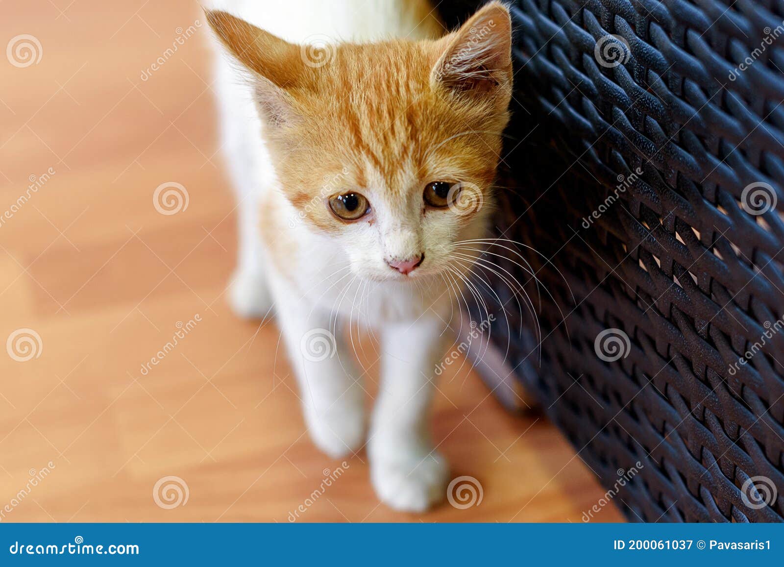 Little Cream Kitten Sleeping on a Blanket Stock Image - Image of ...