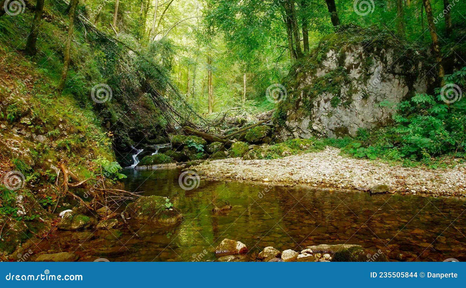 Little creek in the woods stock photo. Image of forest - 235505844