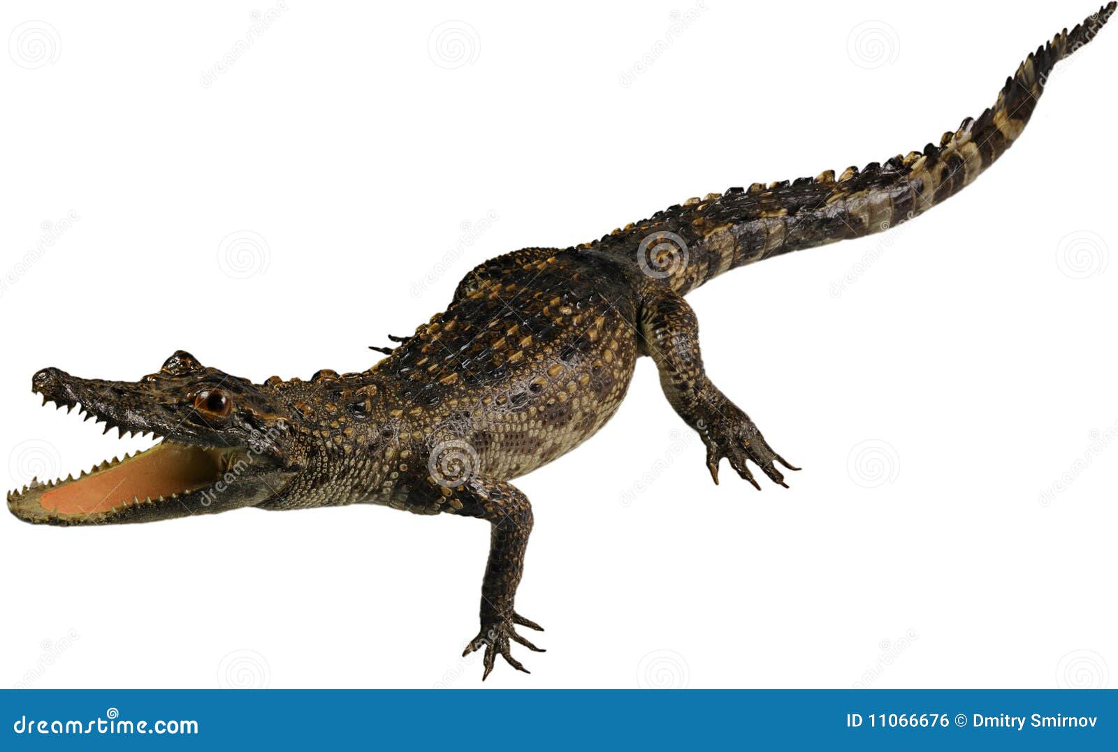 Little crocodile stock photo. Image of crocodile, aggression - 11066676