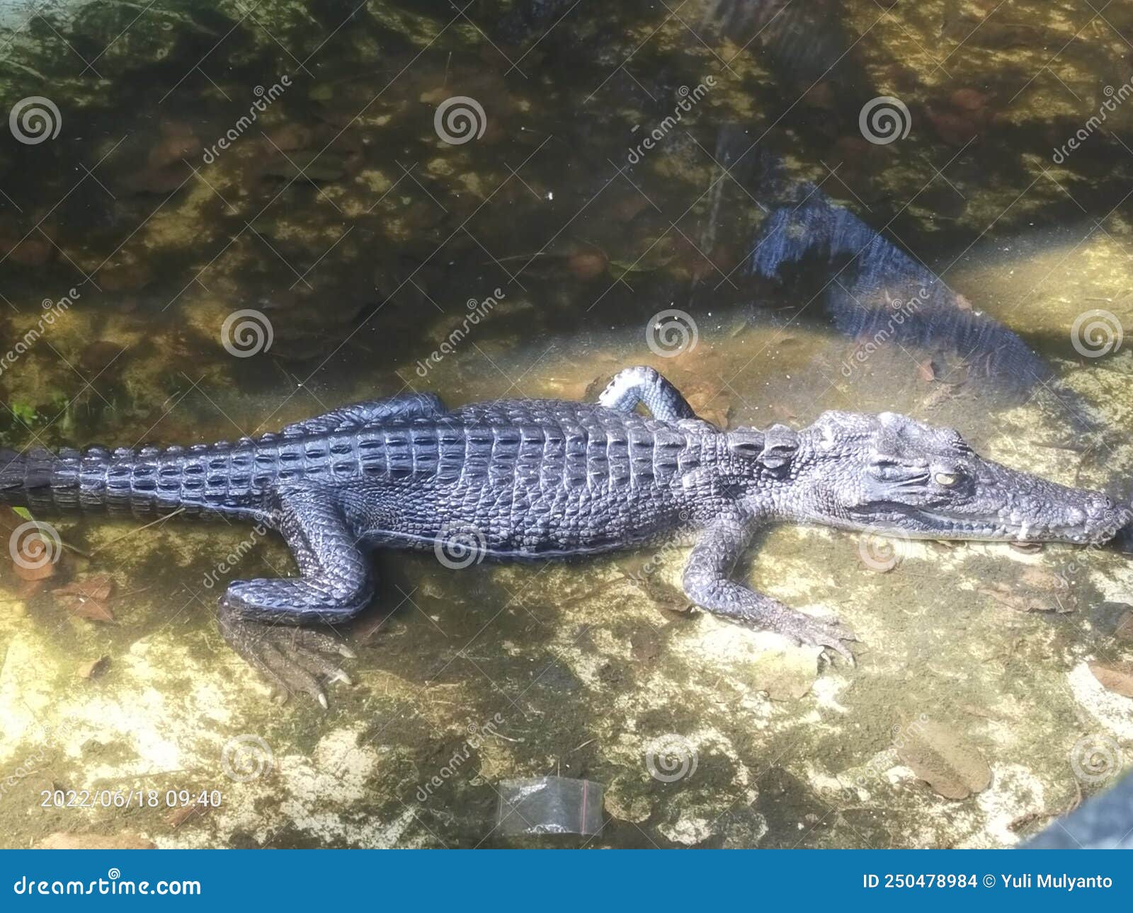 The little crocodile stock photo. Image of turtle, wildlife - 250478984