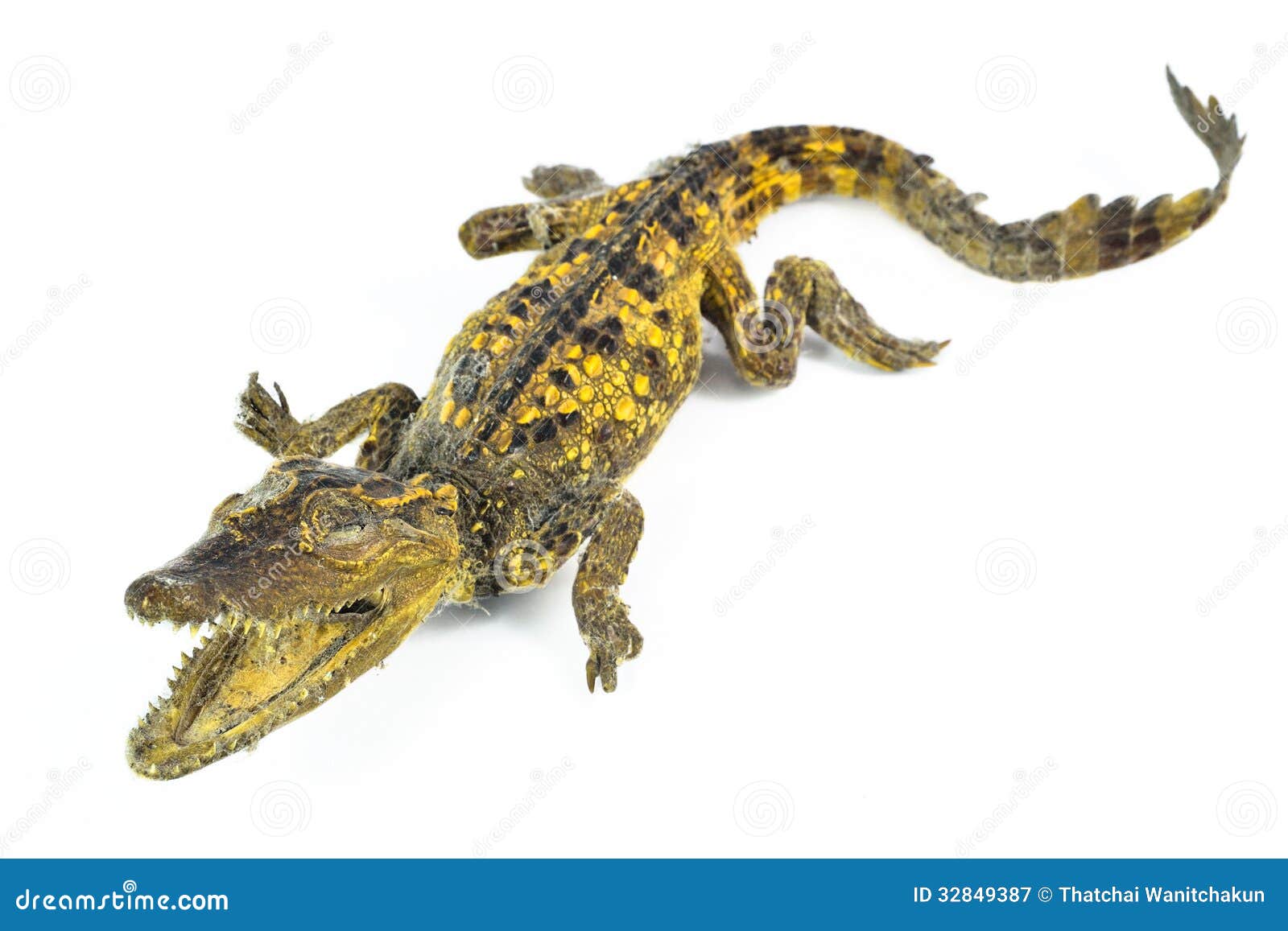 A little crocodile. stock image. Image of animal, alligator - 32849387