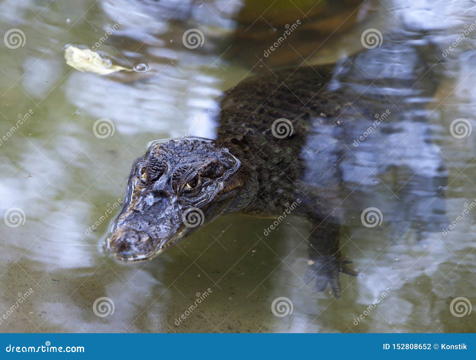 Little Crocodile in the Water Stock Photo - Image of amphibian, jungle ...
