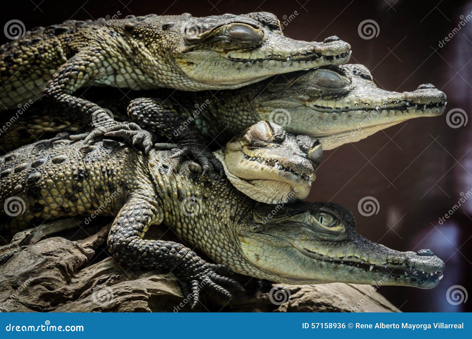 Little Crocodiles Resting and Stacked Stock Photo - Image of resting ...
