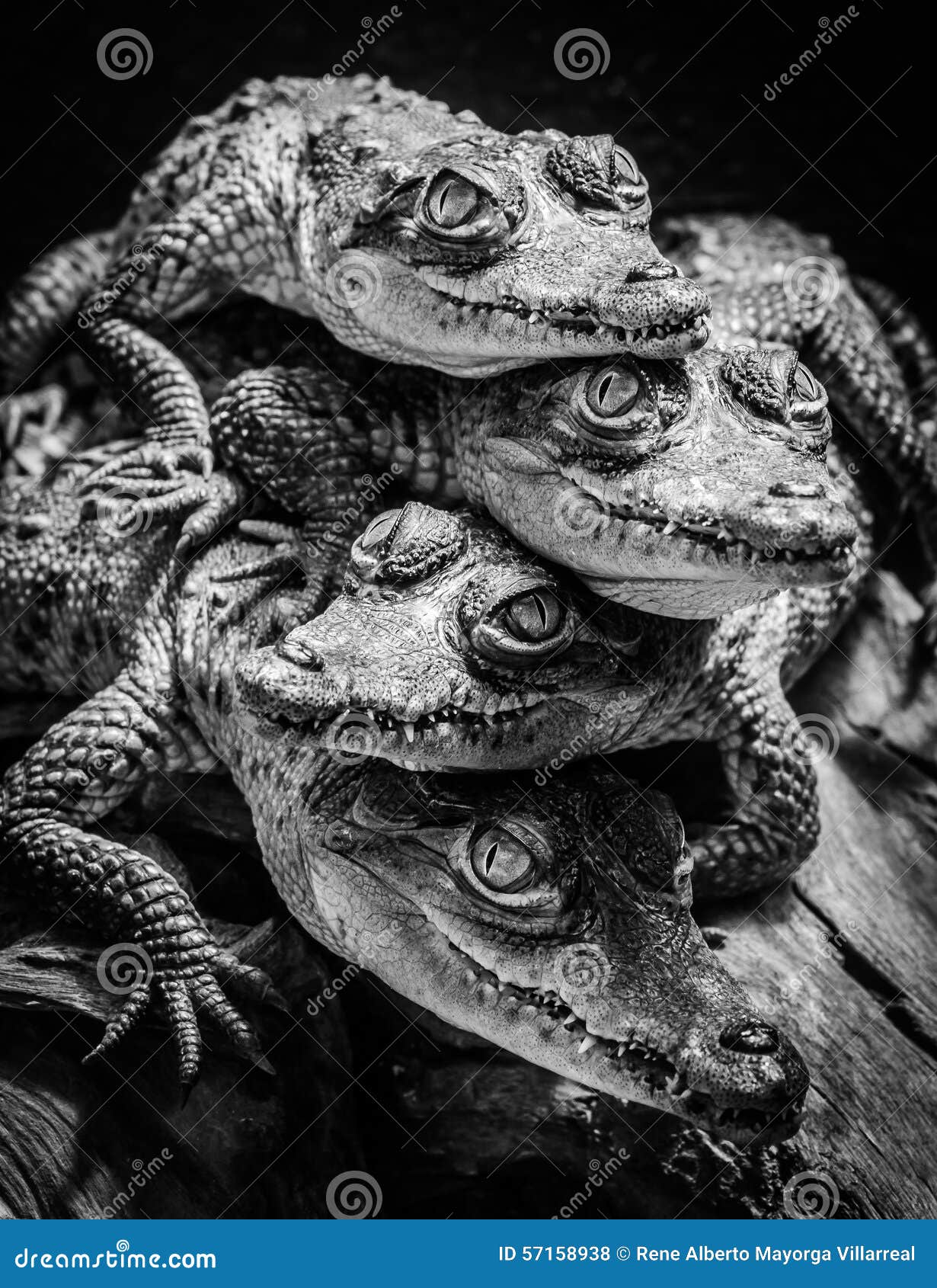 Little Crocodiles Resting and Stacked Stock Photo - Image of carnivore ...