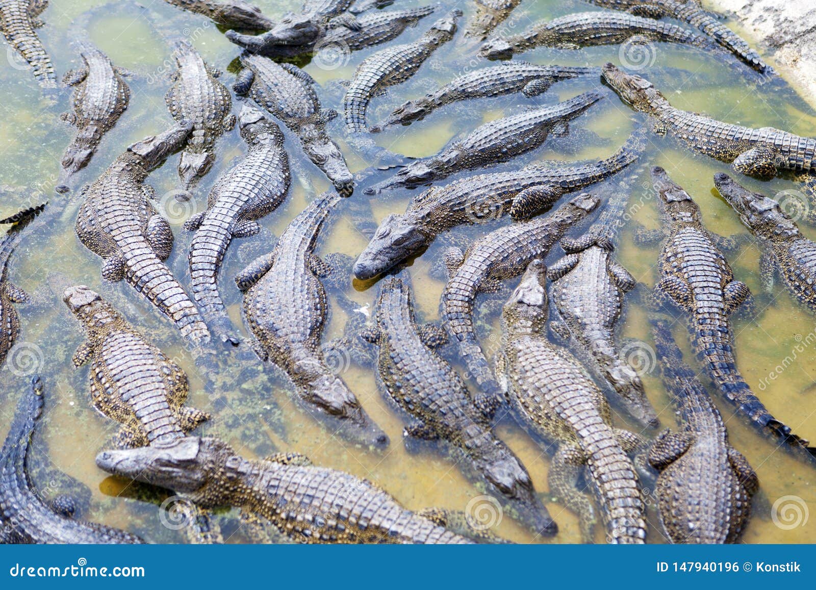 Little Crocodiles in the Water Stock Photo - Image of large, smelling ...
