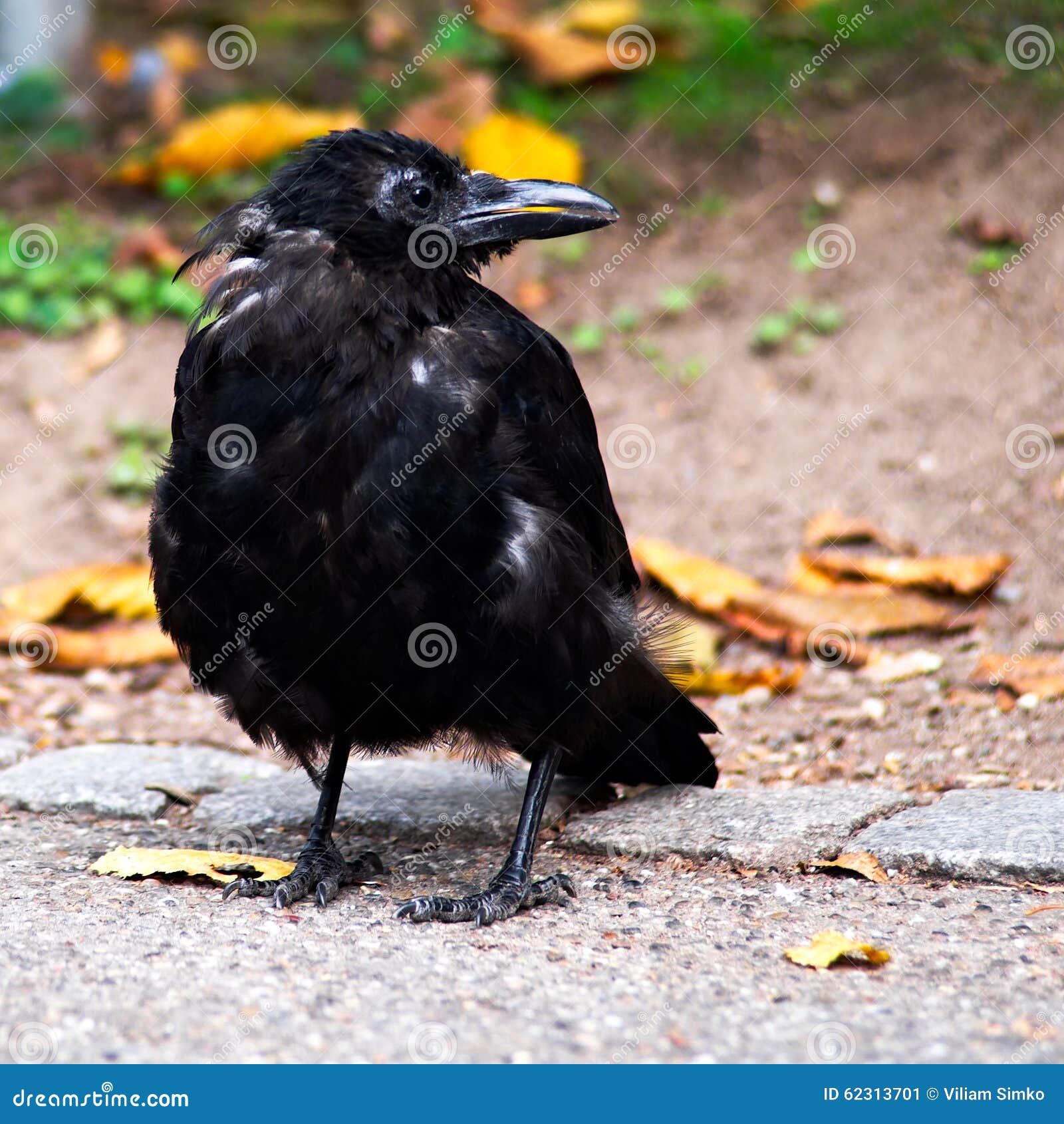 Little crow stock image. Image of black, cute, tree, blackbird - 62313701
