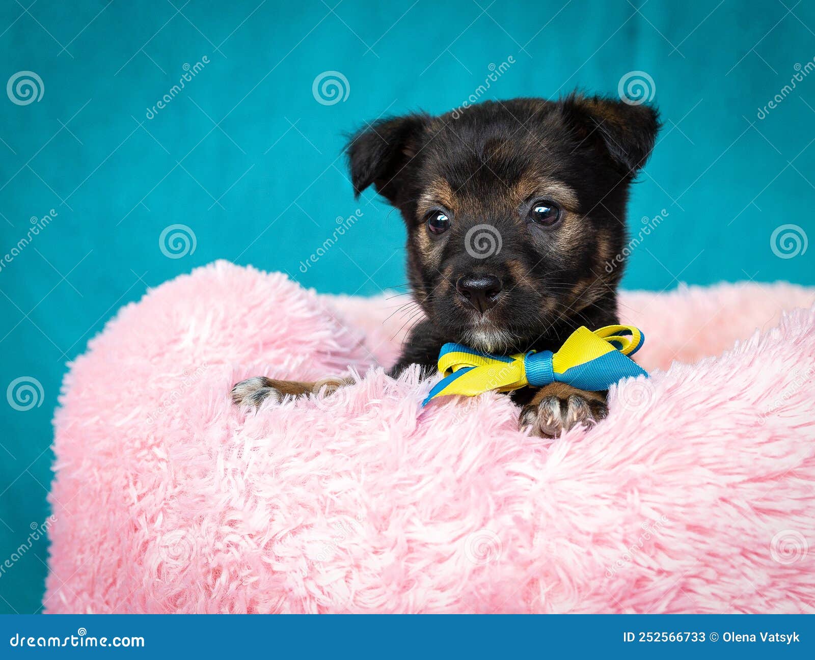 Little Cub. Attentive Look of a Small Brown Puppy. Surprised Muzzle of ...