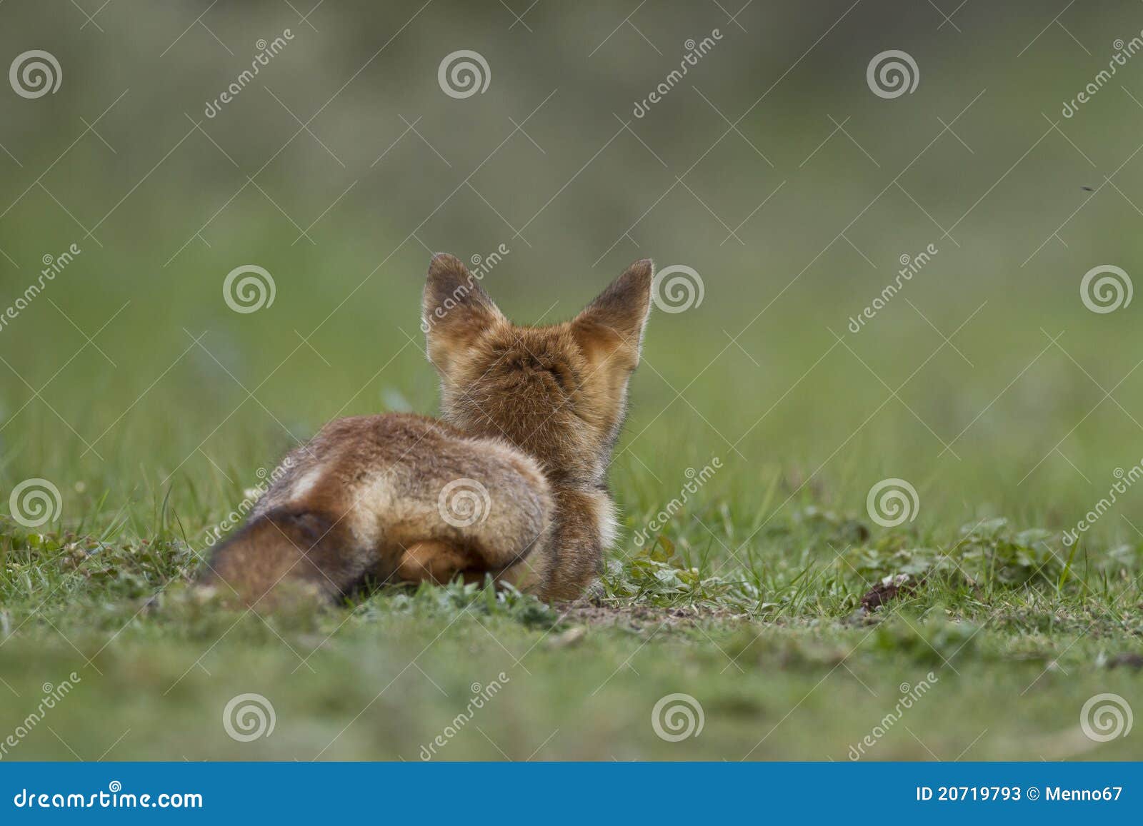Little cub red fox stock image. Image of carnivore, predatory - 20719793