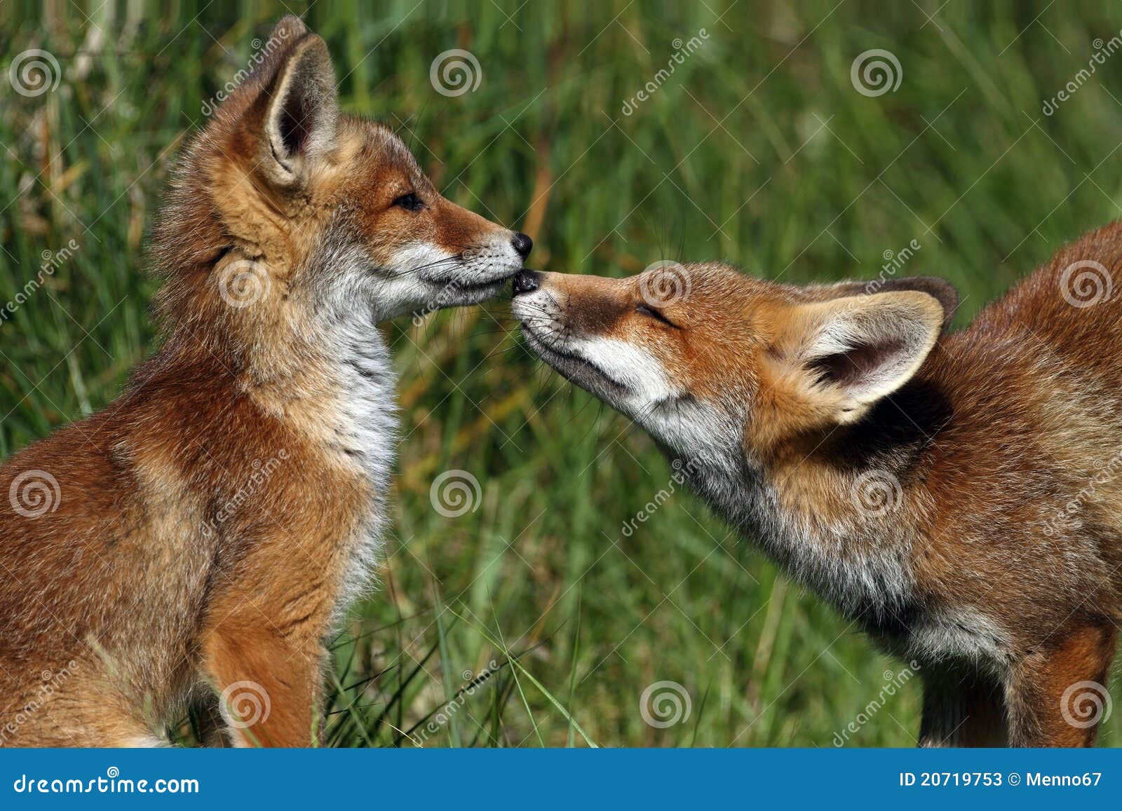 Little cub red foxes stock image. Image of predator, predatory - 20719753