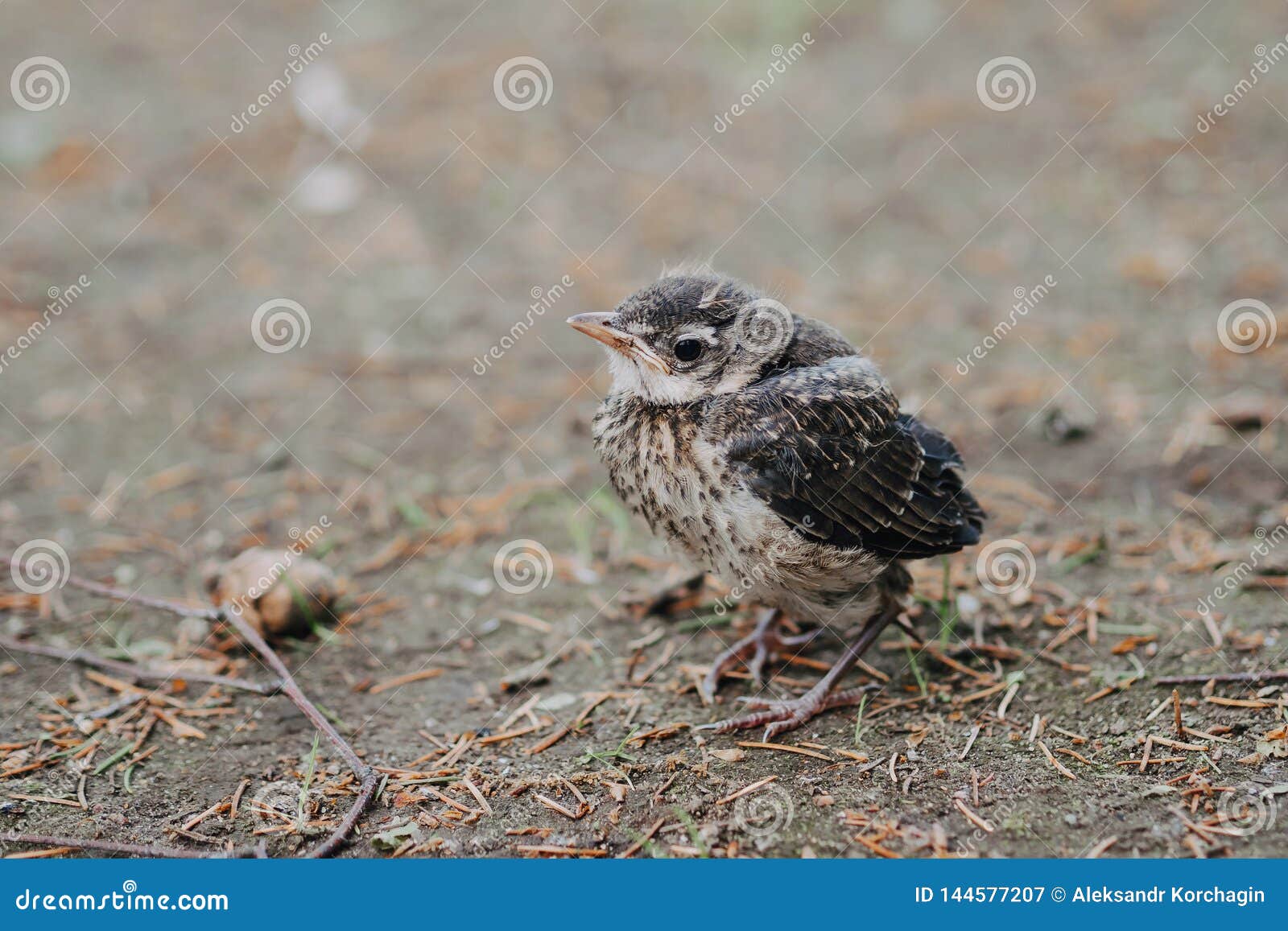 Little Cuckoo Chick in the Park Closeup Stock Image - Image of cuckoo ...