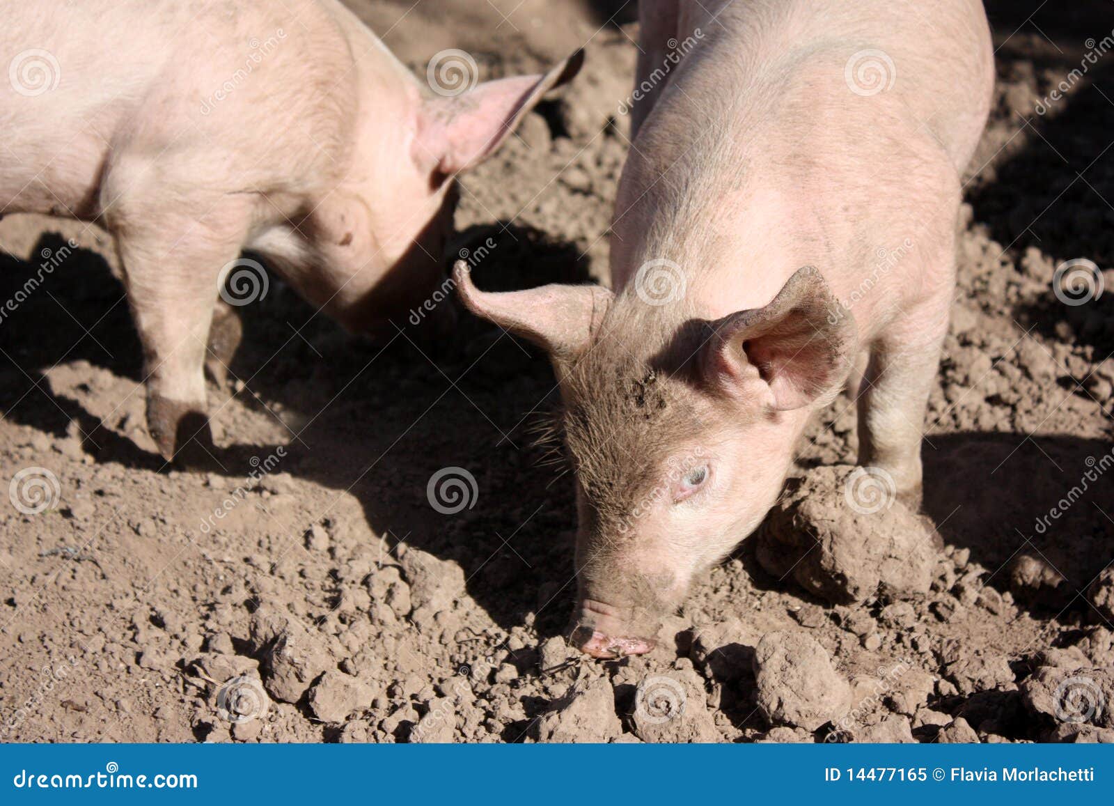 Little curious pig stock image. Image of farm, adorable - 14477165