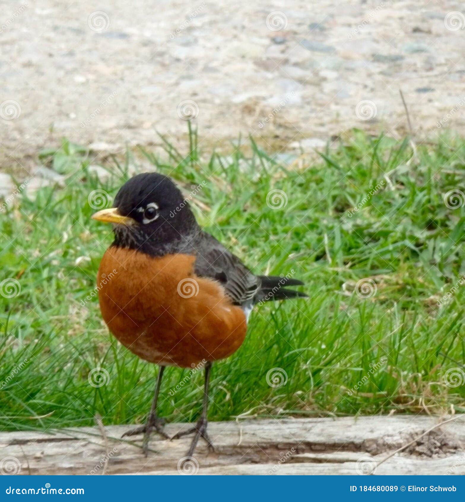 Little Robin red breast stock image. Image of robin - 184680089