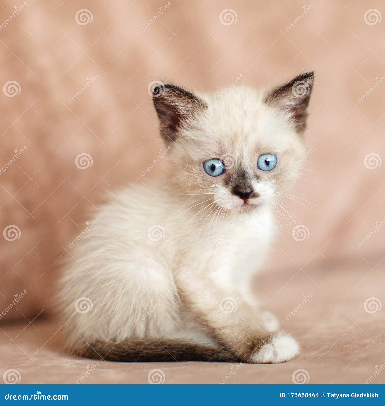 Little cut cat at home stock photo. Image of brown, fluffy - 176658464