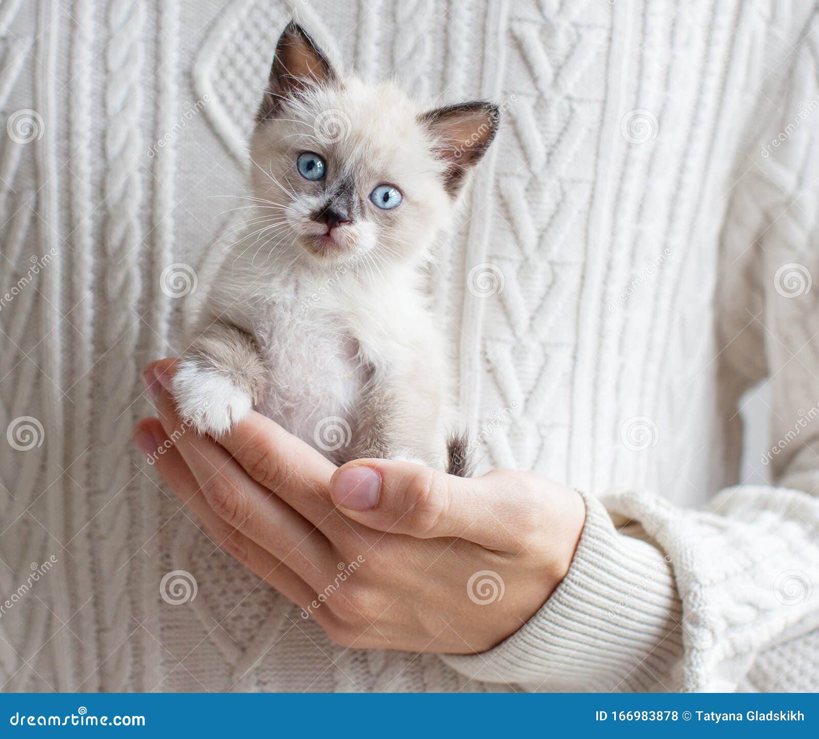 Little cut kitten on hand stock photo. Image of domestic - 166983878