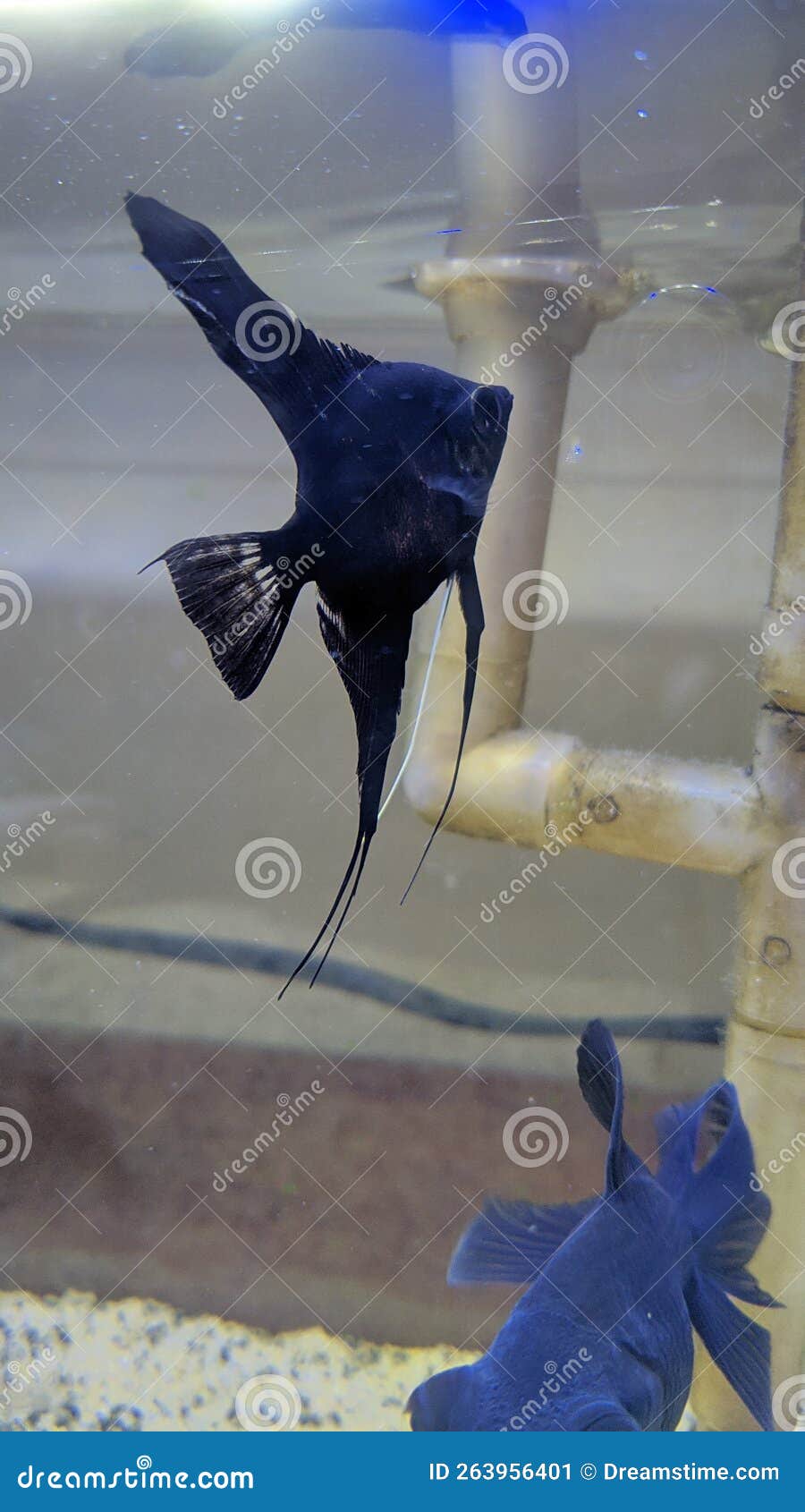 Little Cute Black Fish stock image. Image of animal - 263956401