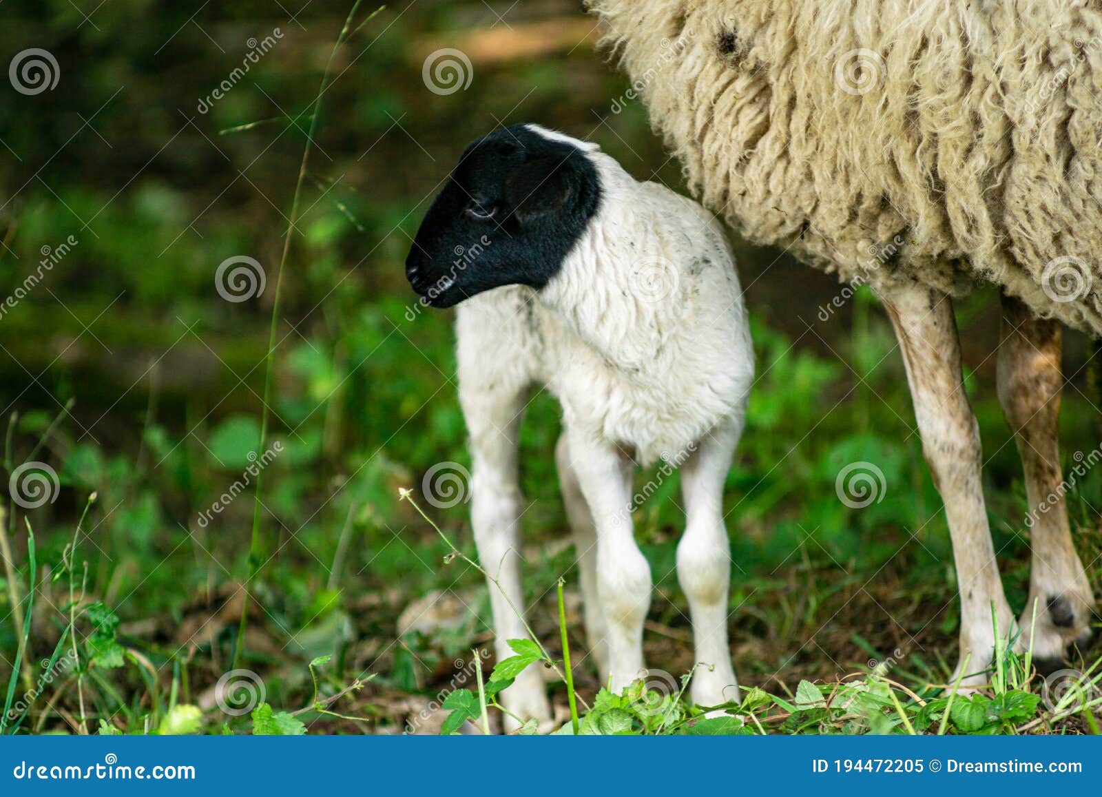 Little Cute Black Head Lamb Stock Image - Image of animals, farmland ...